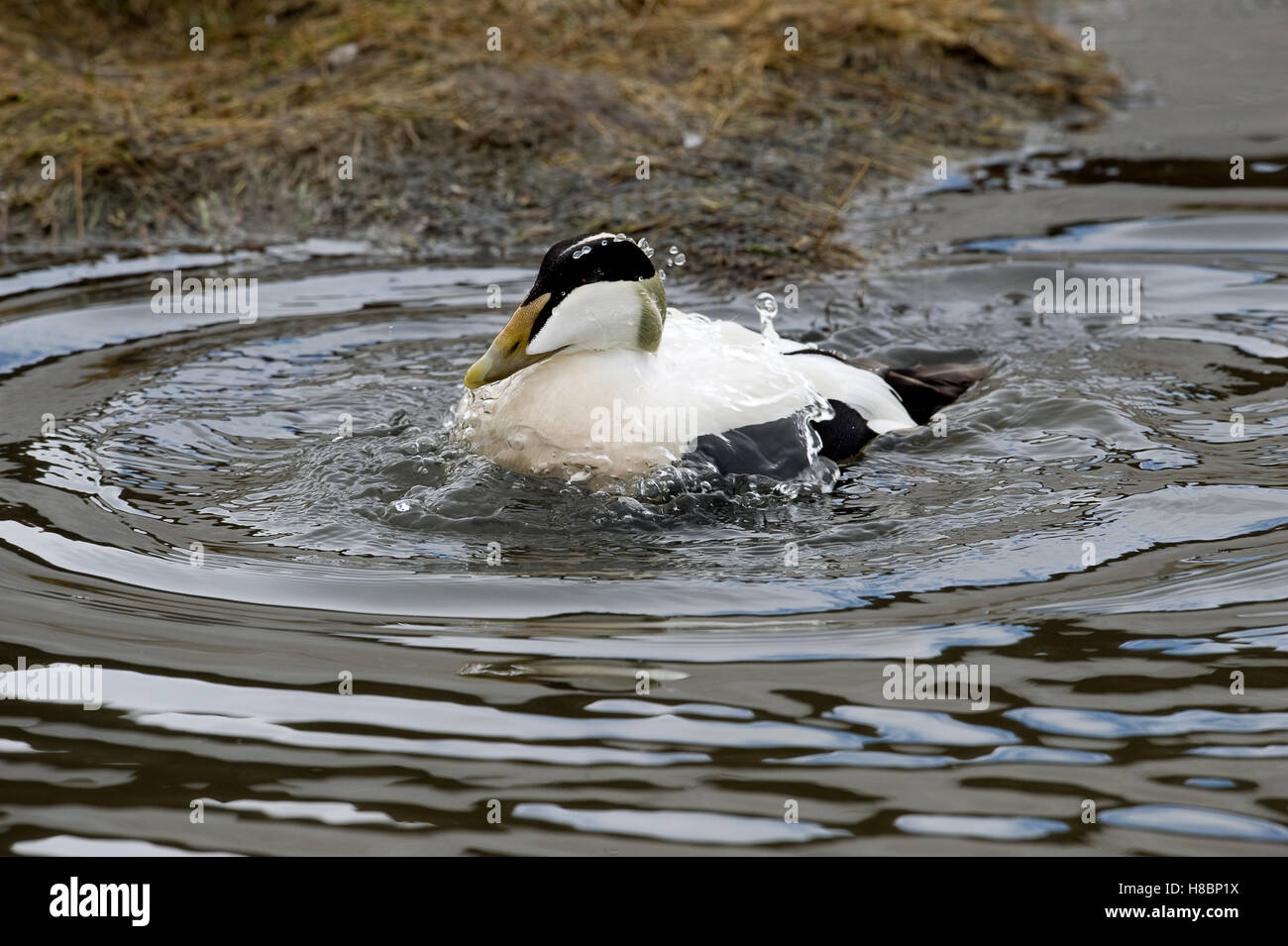 Common Eider (Somateria mollissima) drake bathing, Svalbard, Norway ...
