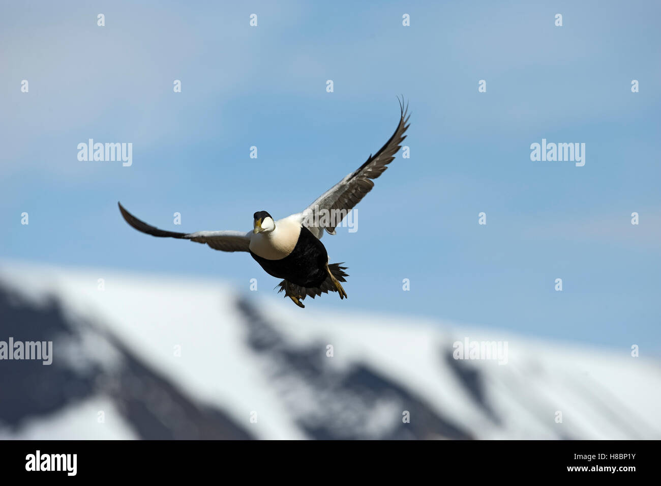 Common Eider (Somateria mollissima) drake flying, Svalbard, Norway ...