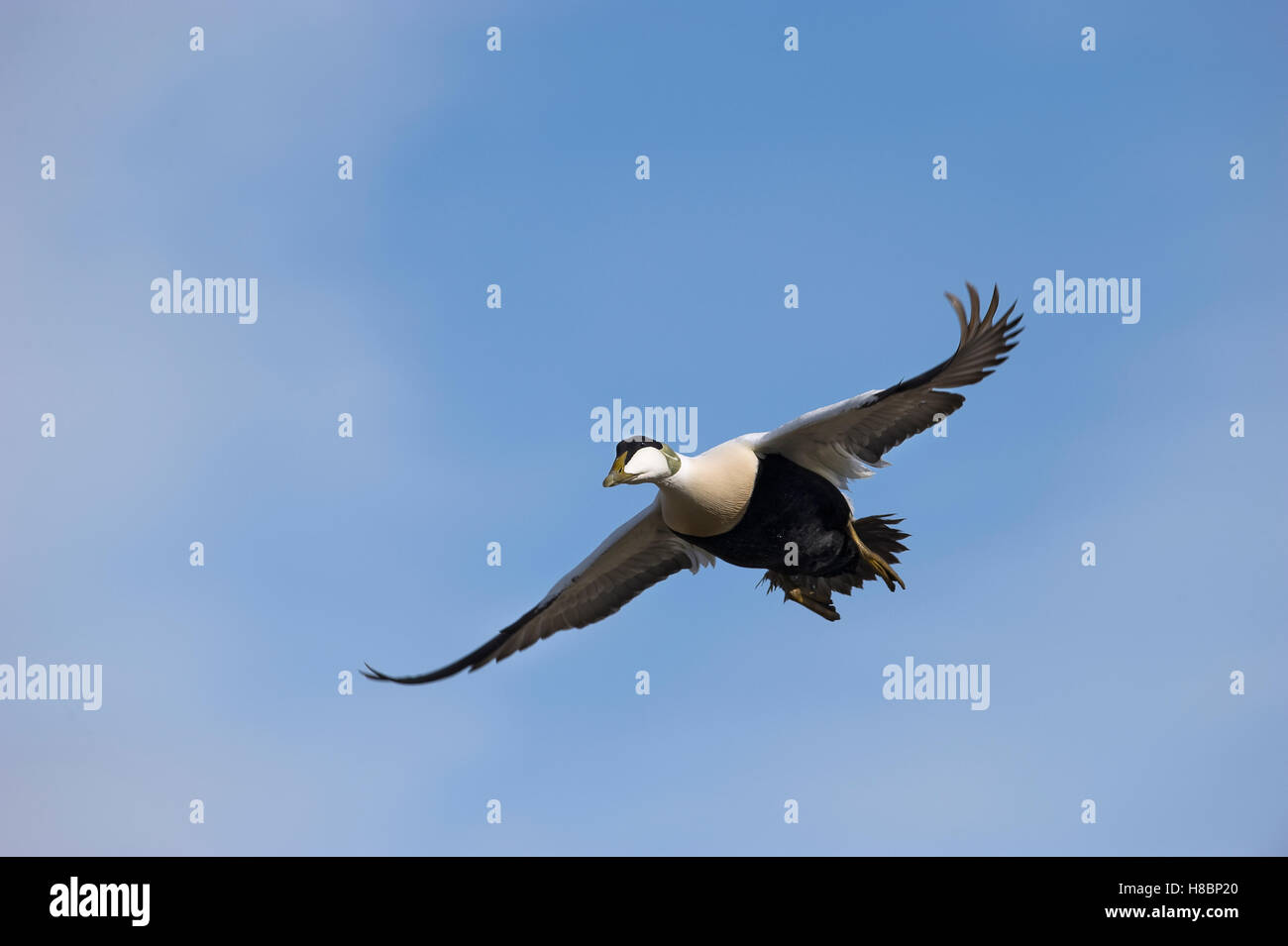 Common Eider (Somateria mollissima) drake flying, Svalbard, Norway ...