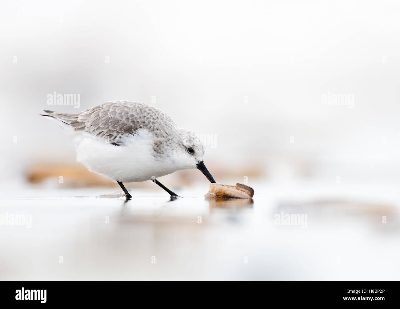 Sanderling (Calidris alba) feeding on mussel, Ijmuiden, Noord-Holland ...