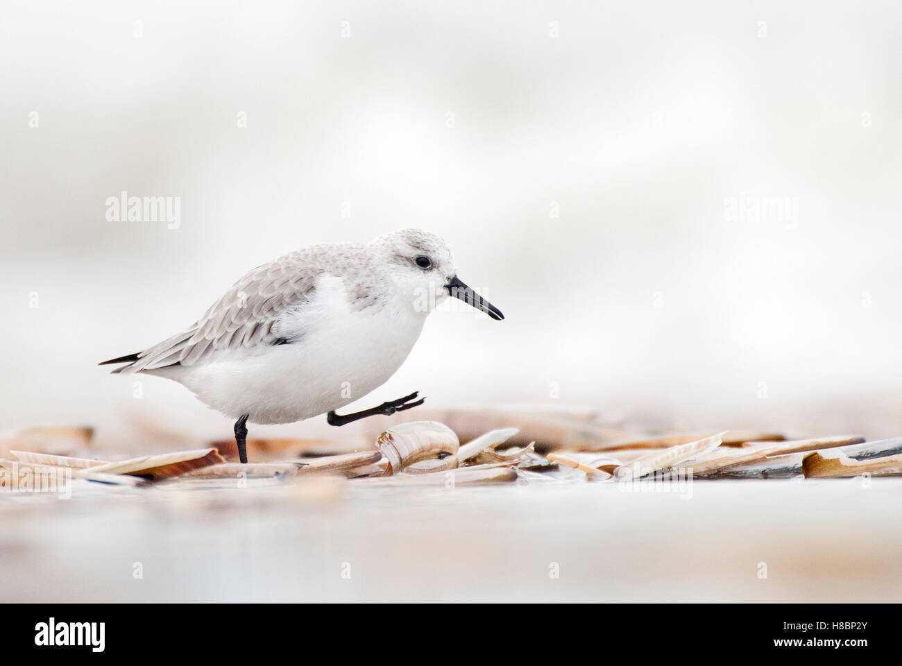 Sanderling (Calidris alba) running, Ijmuiden, Noord-Holland ...