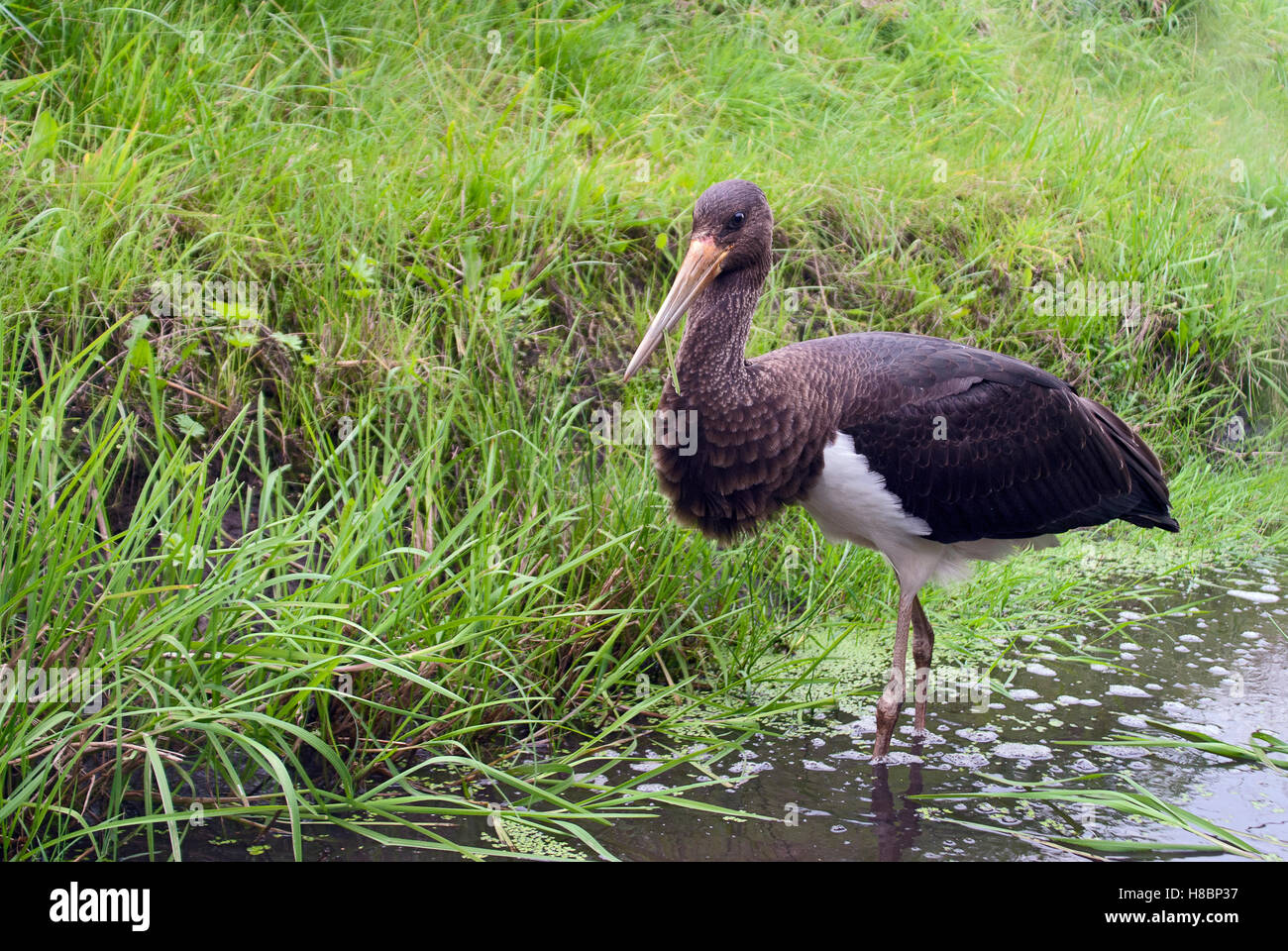 Black Stork (Ciconia nigra) juvenile, Finsterwolde, Groningen ...