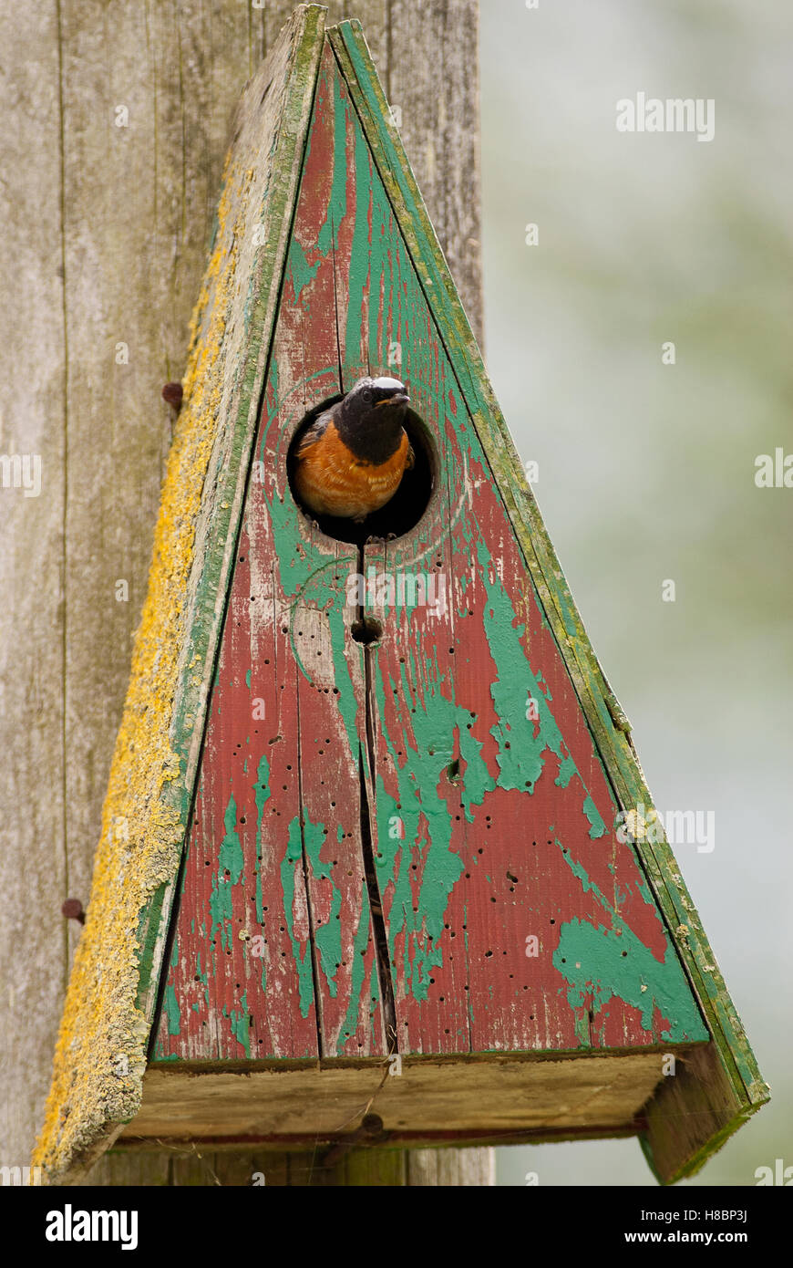 Common Redstart (Phoenicurus phoenicurus) male at entrance of nestbox ...