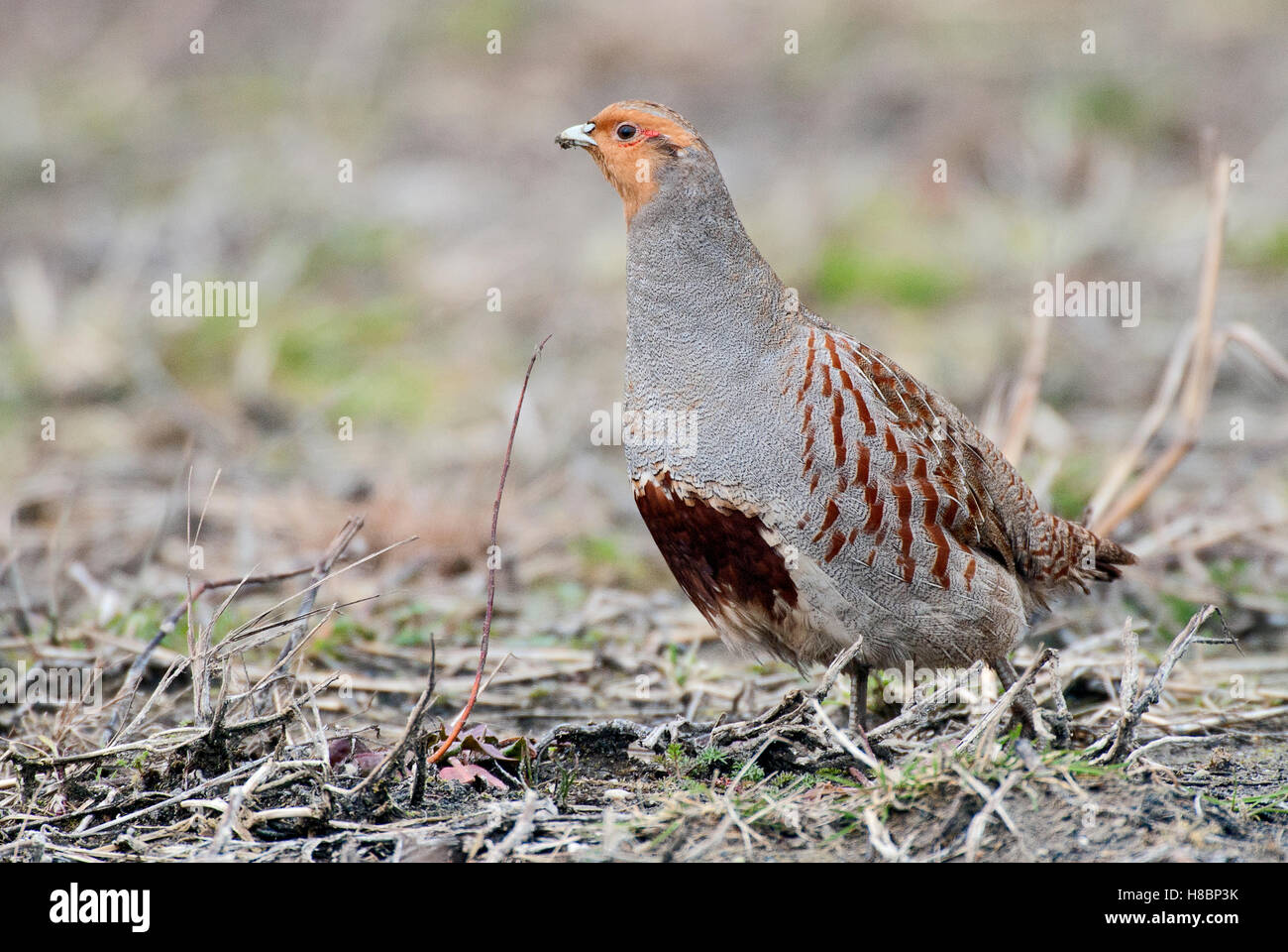 European Partridge (Perdix perdix) male, Utrecht, Netherlands Stock ...
