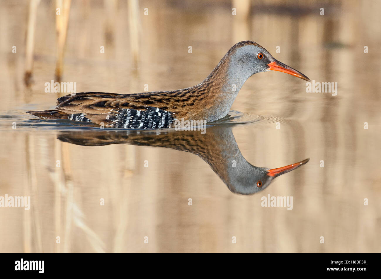 Water Rail (Rallus aquaticus) swimming, De Westereen, Friesland ...