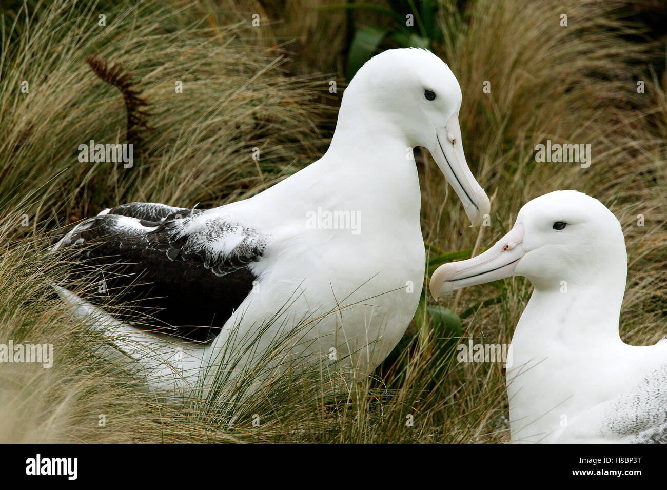 Southern Royal Albatross (Diomedea epomophora) couple, Campbell Island ...
