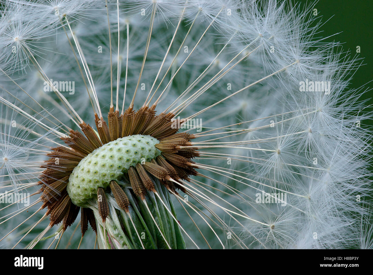 Dandelion (Taraxacum officinale) seedhead showing achenes, Drenthe ...