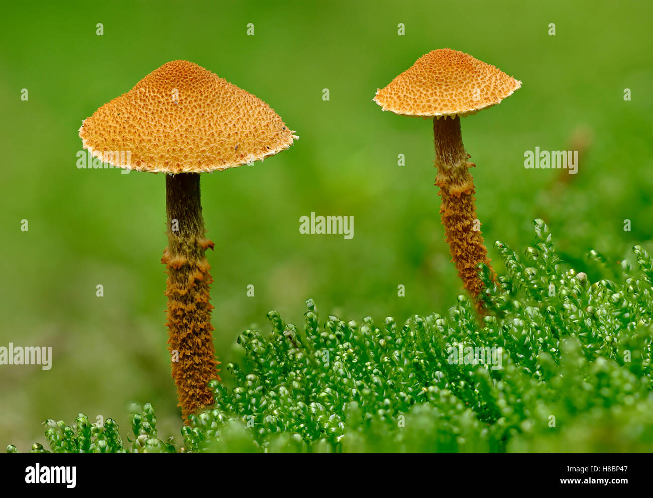 Saffron Parasol (Cystoderma amianthinum) mushroom pair in moss, Uffelte ...