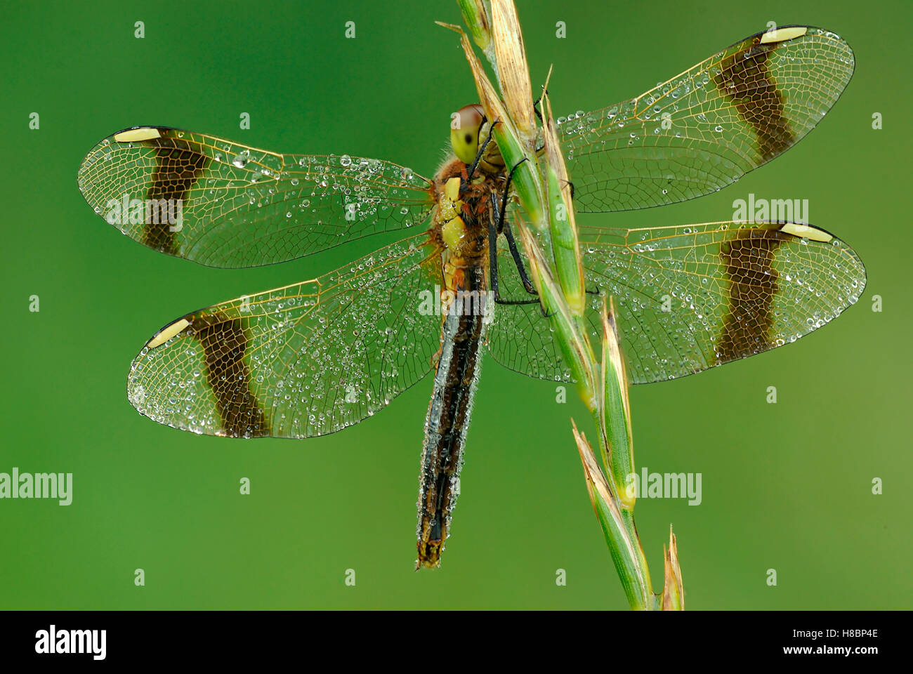 Banded Darter (Sympetrum pedemontanum) dragonfly female, Uffelte ...