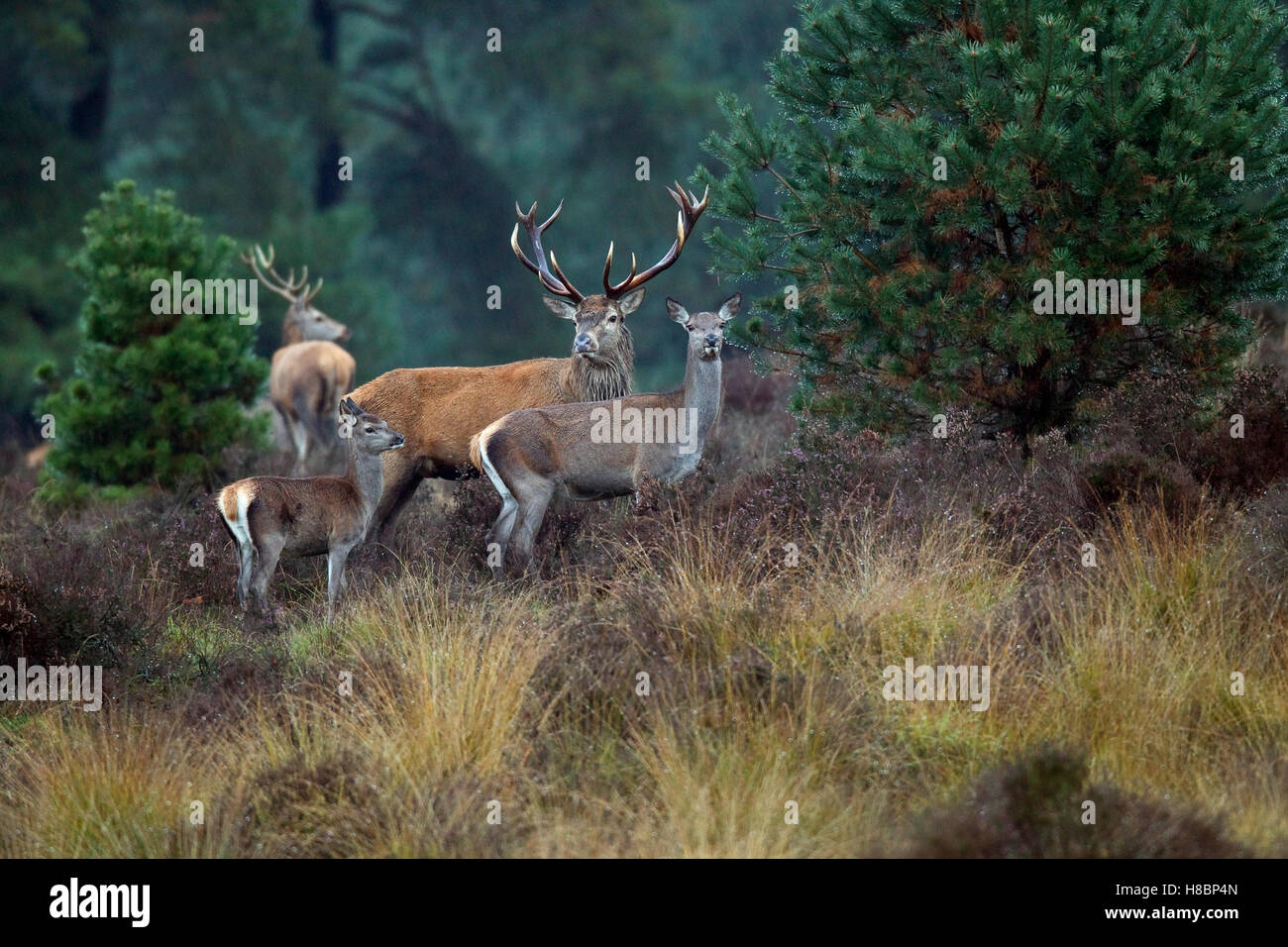 Red Deer (Cervus elaphus) herd, Gelderland, Netherlands Stock Photo - Alamy