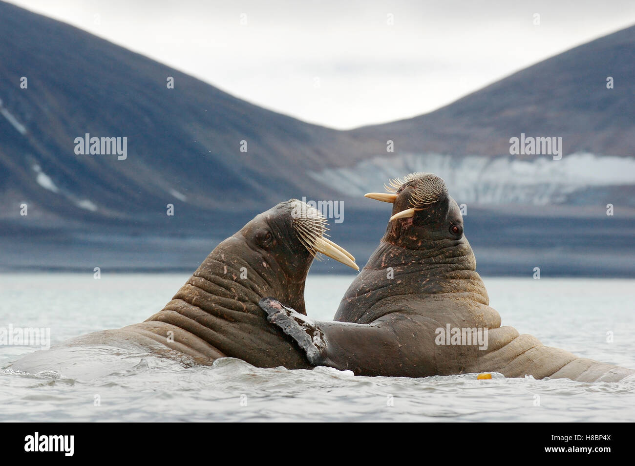 Walrus (Odobenus rosmarus) pair fighting in shallow water, Svalbard ...