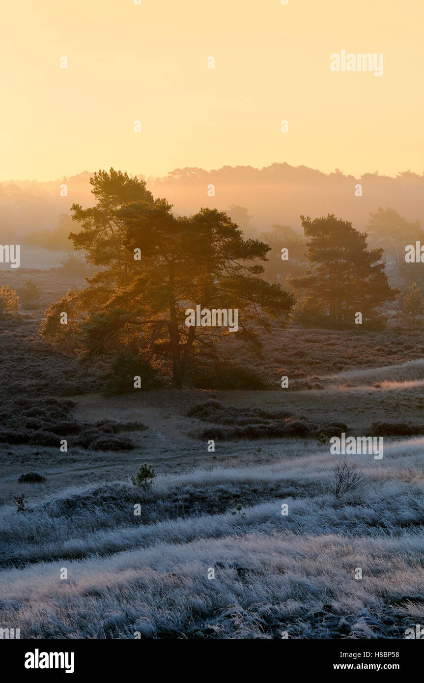Hulshorsterzand Nature Reserve in wintertime, Hulsthorst, Gelderland ...