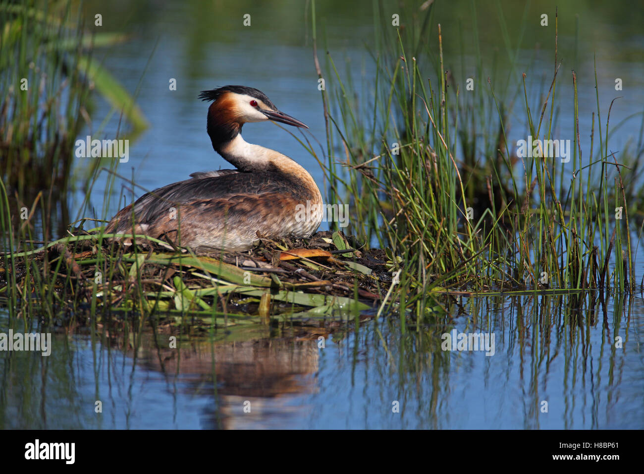 Great Crested Grebe (Podiceps cristatus) parent incubating eggs on nest ...