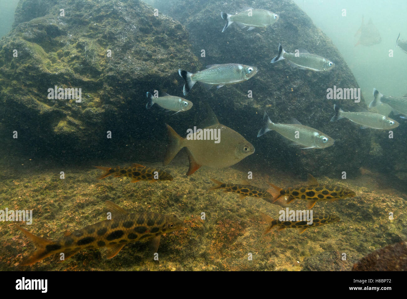 Characid (Brycon sp) and Headstander Fish (Leporinus sp), Rio Xingu ...
