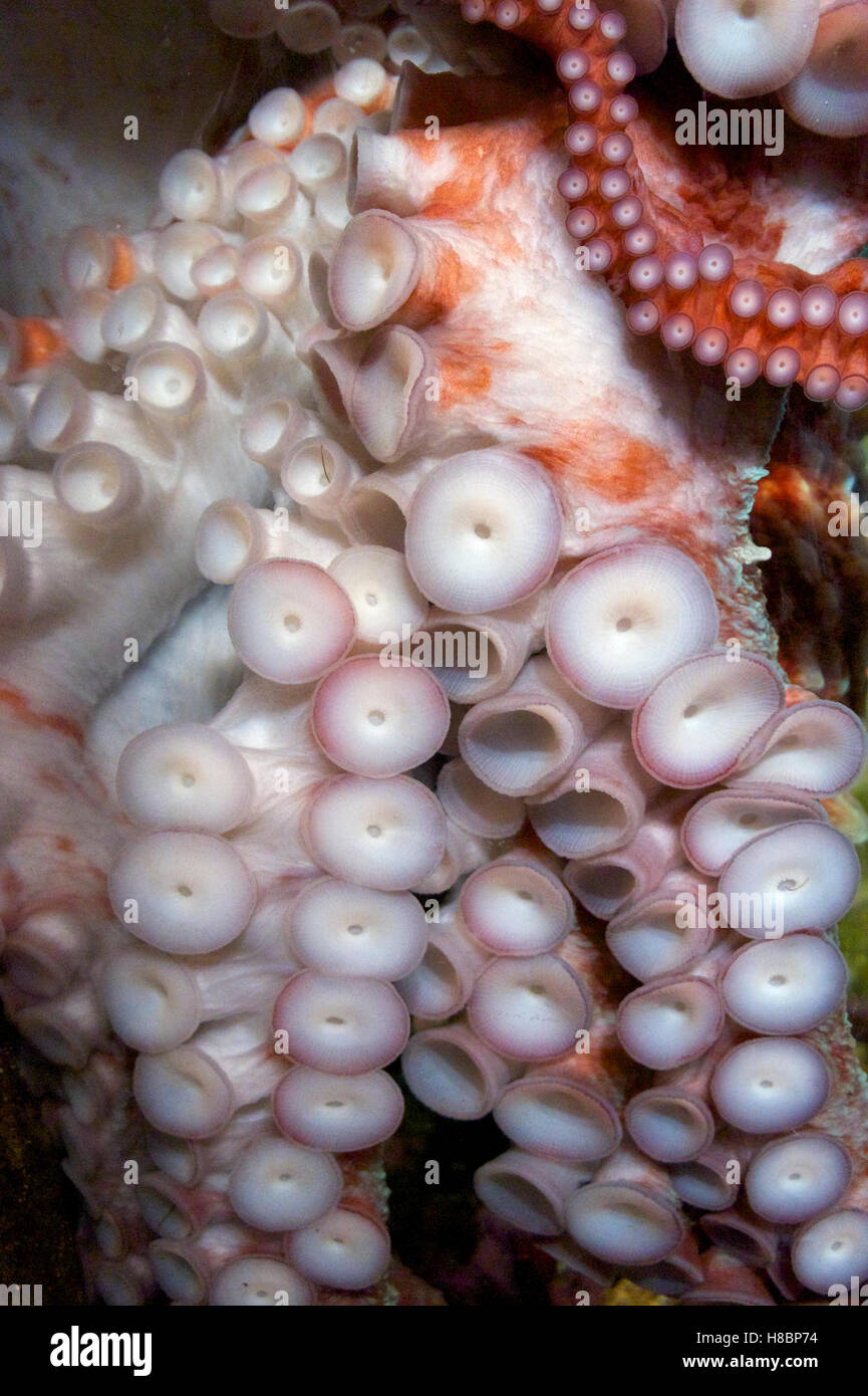 Pacific Giant Octopus (Octopus dofleini) suckers, British Columbia ...