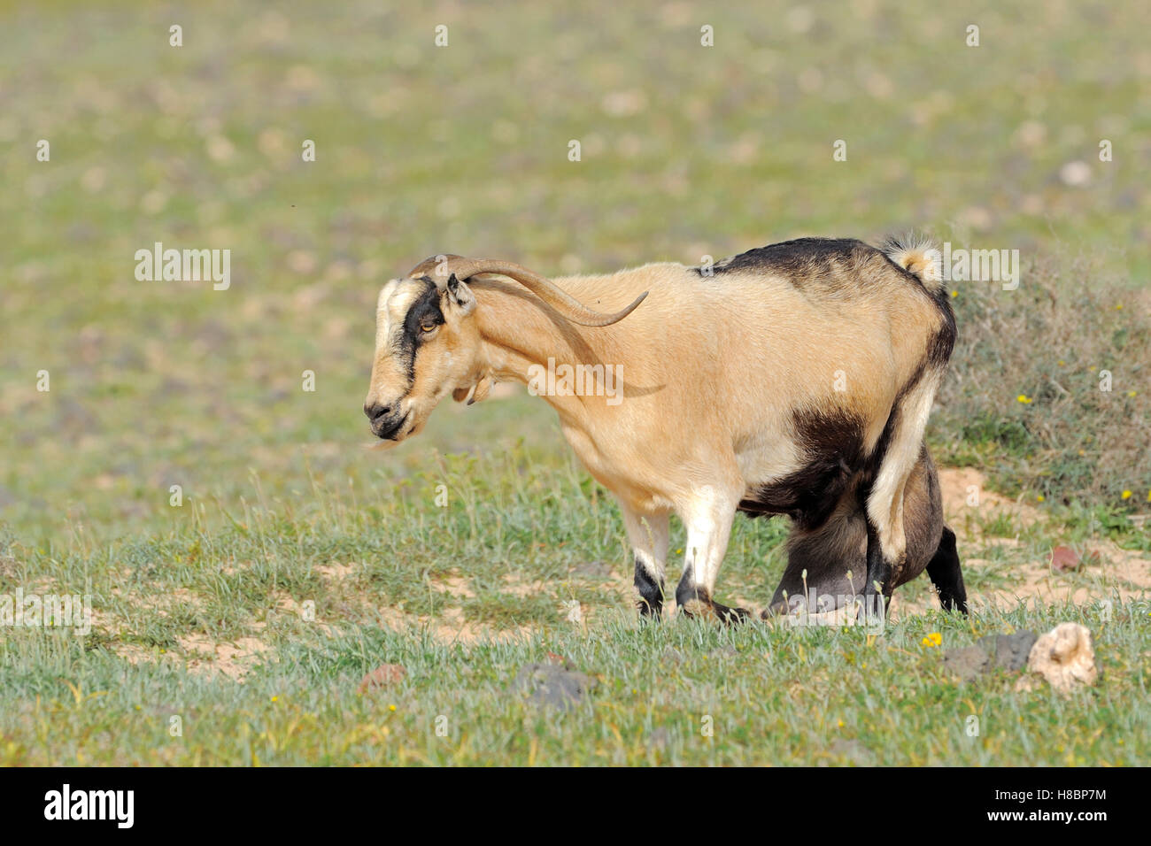Domestic Goat (Capra hircus) in semi-desert, El Jable, Lanzarote ...