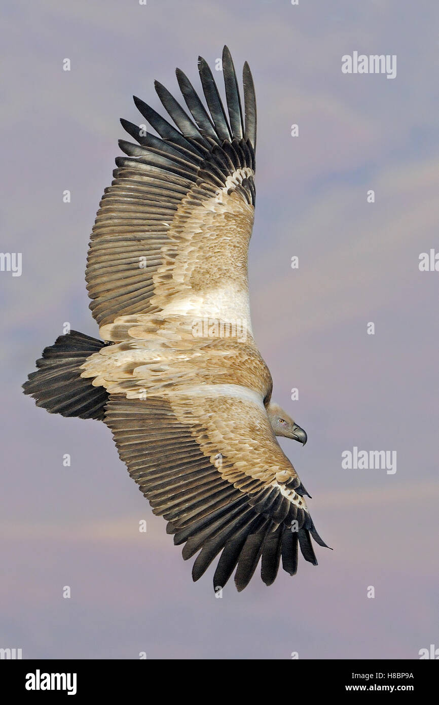 Cape Vulture (Gyps coprotheres) flying, Giant's Castle Nature Reserve ...