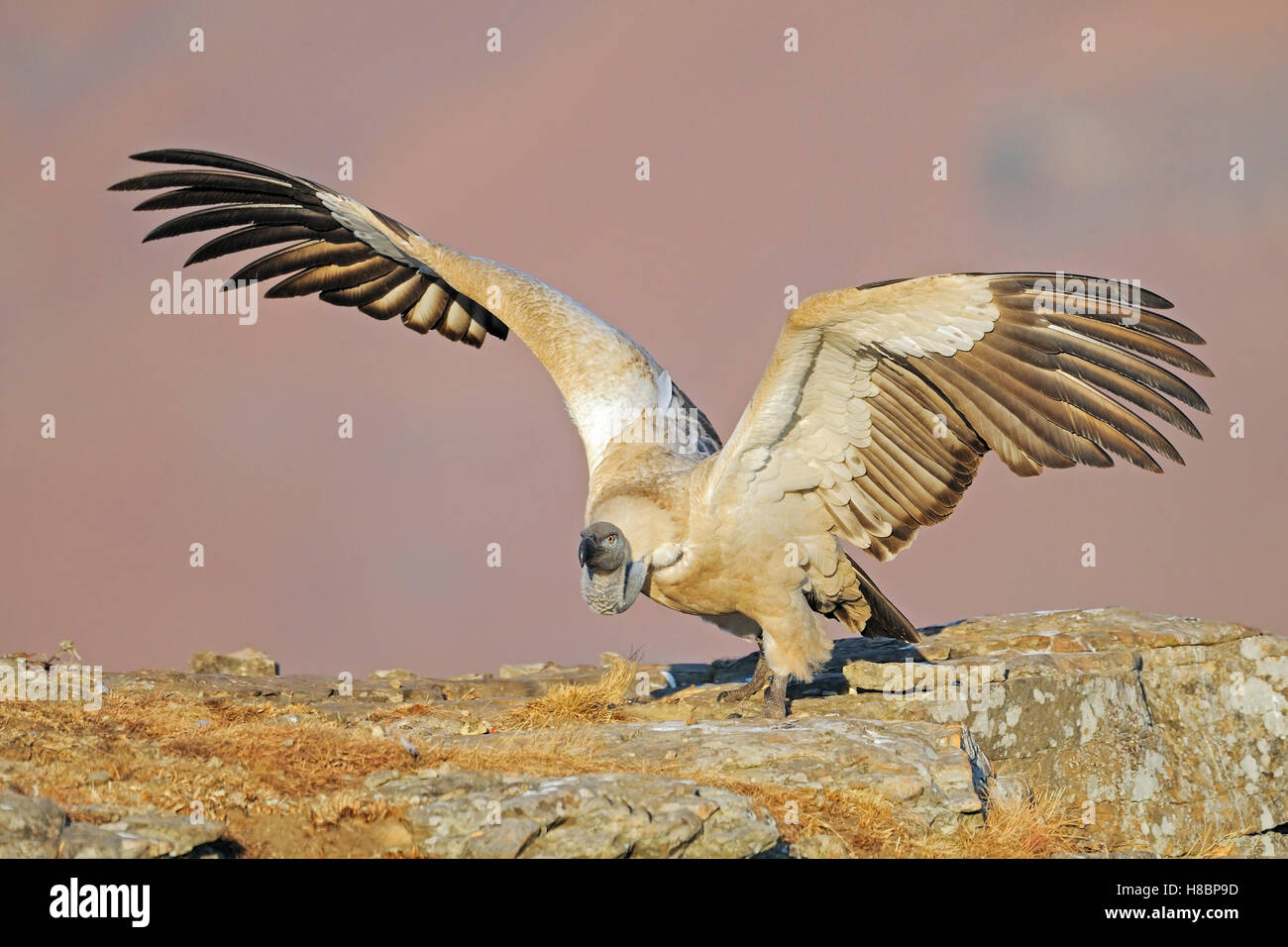 Cape Vulture (Gyps coprotheres) with wings spread, Giant's Castle ...