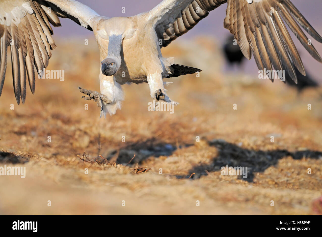 Cape Vulture (Gyps coprotheres) landing, Giant's Castle Nature Reserve ...
