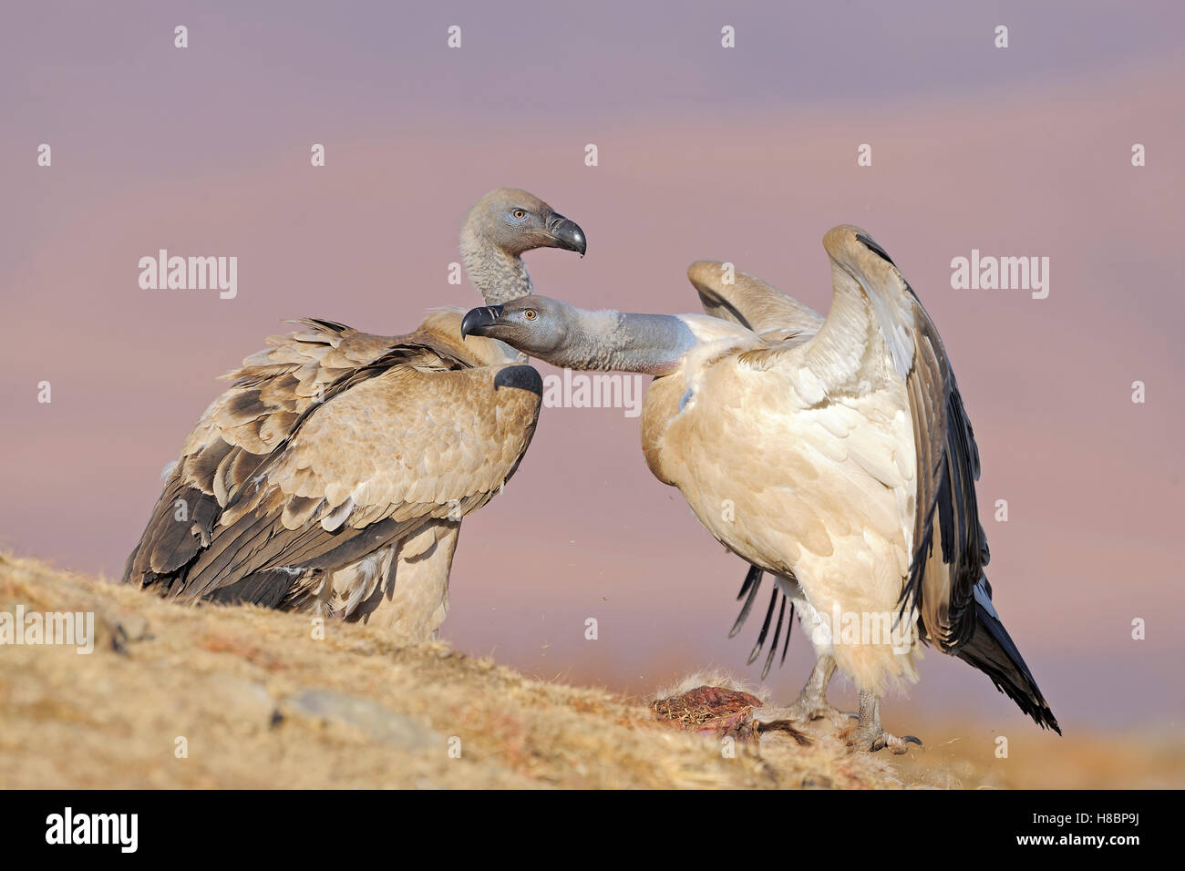 Cape Vulture (Gyps coprotheres) pair, Giant's Castle Nature Reserve ...
