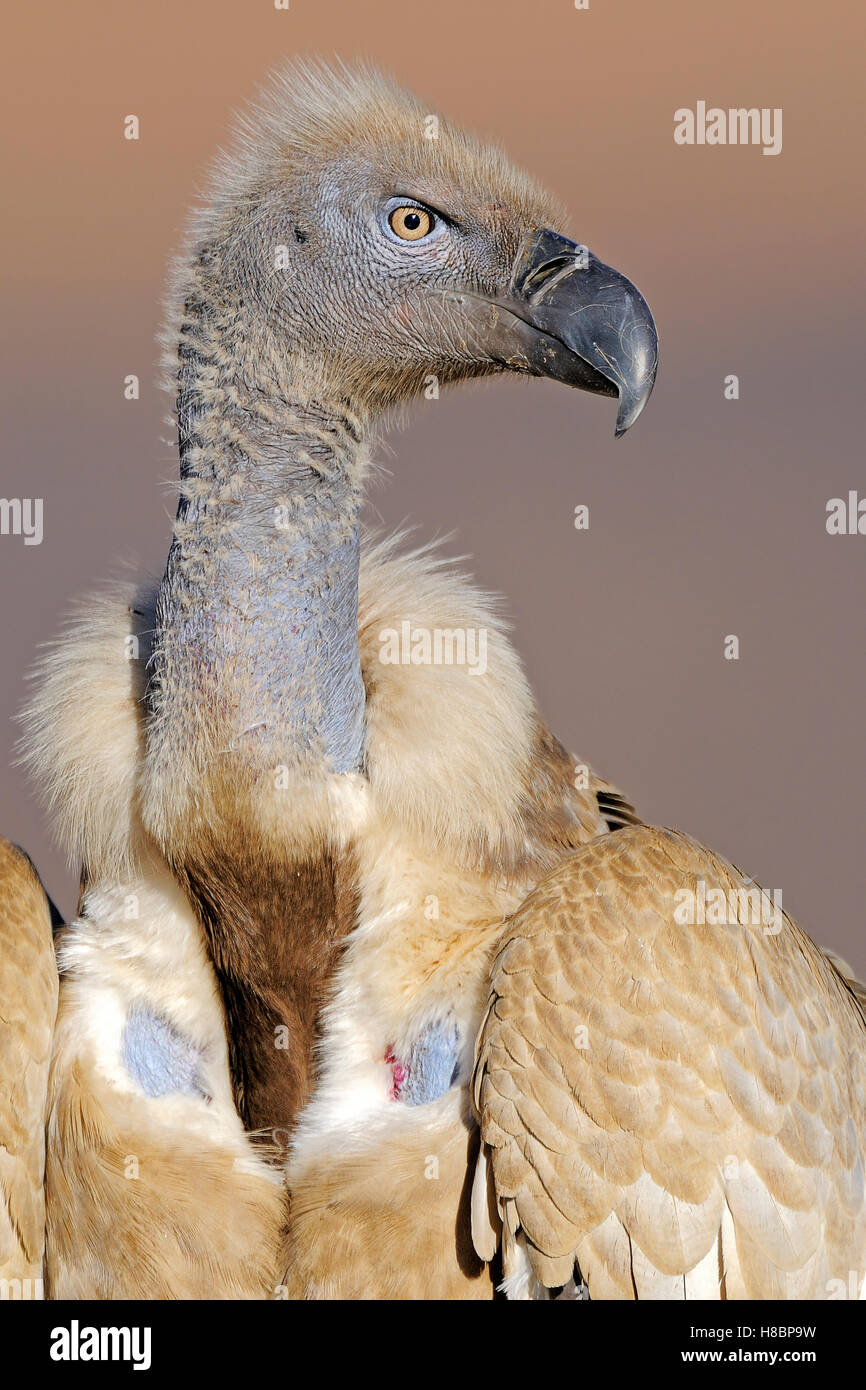 Cape Vulture (Gyps coprotheres) portrait, Giant's Castle Nature Reserve ...