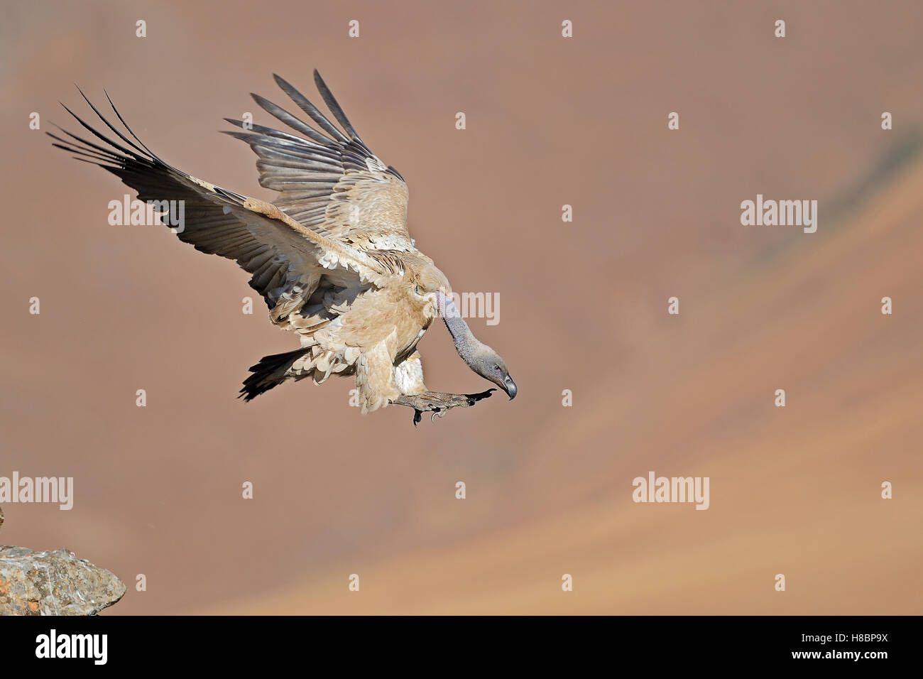 Cape Vulture (Gyps coprotheres) flying, Giant's Castle Nature Reserve ...