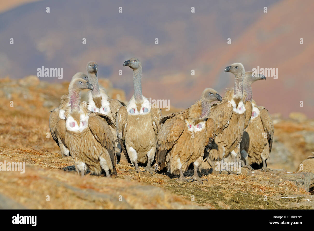 Cape Vulture (Gyps coprotheres) group, Giant's Castle Nature Reserve ...