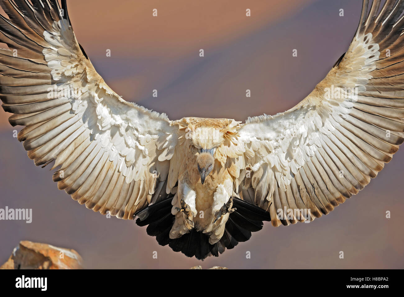 Cape Vulture (Gyps coprotheres) landing, Giant's Castle Nature Reserve ...