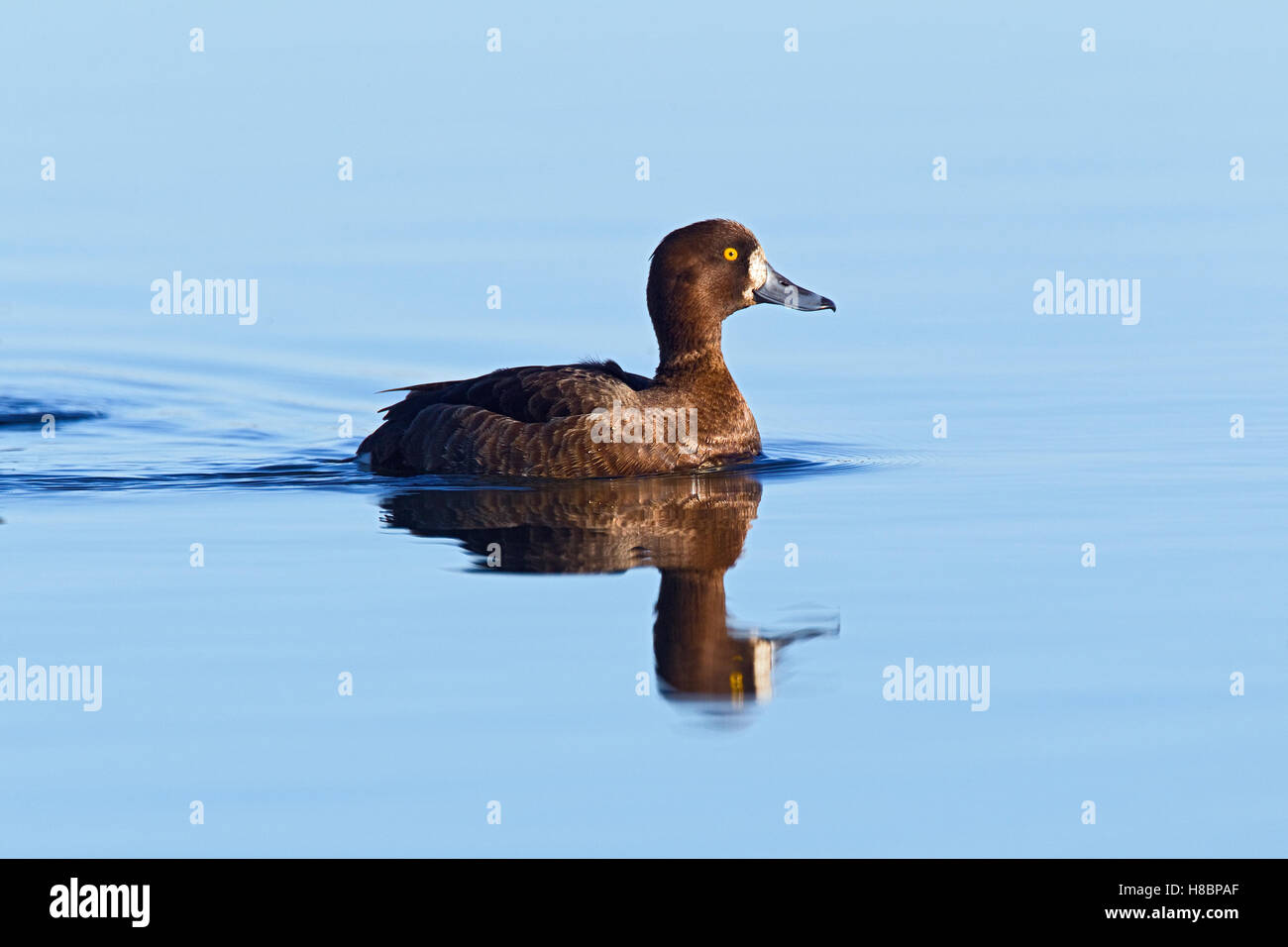Tufted Duck (Aythya fuligula) female swimming, Iceland Stock Photo - Alamy