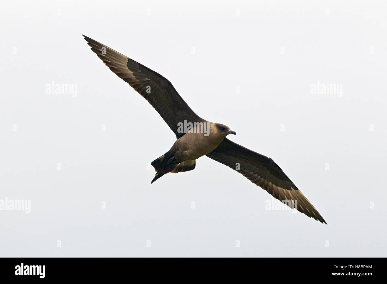 Arctic Skua (Stercorarius parasiticus) flying, Iceland Stock Photo - Alamy