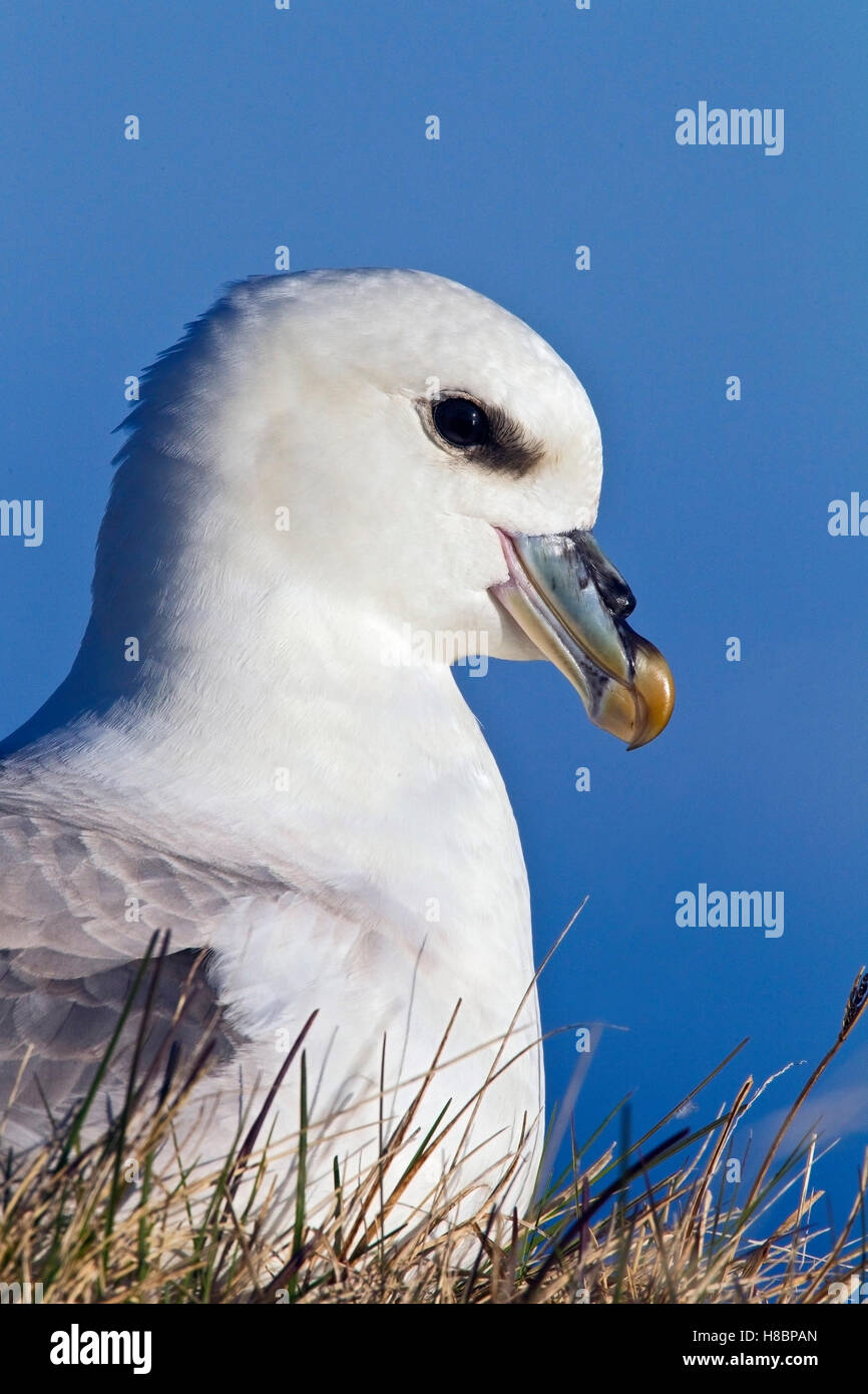 Northern Fulmar (Fulmarus glacialis), Iceland Stock Photo - Alamy