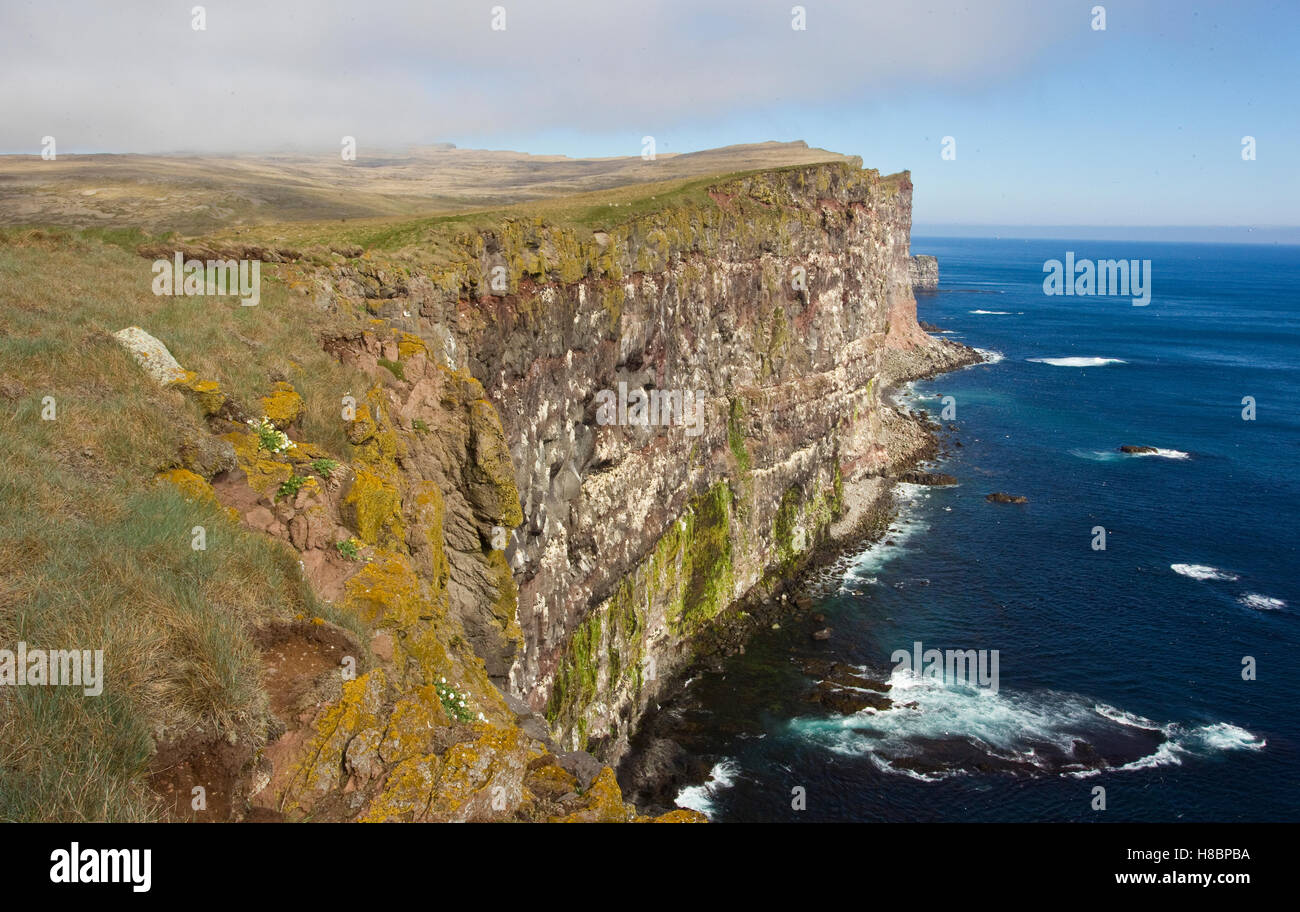 Coastal cliffs with seabird nests, Latrabjarg, Iceland Stock Photo - Alamy