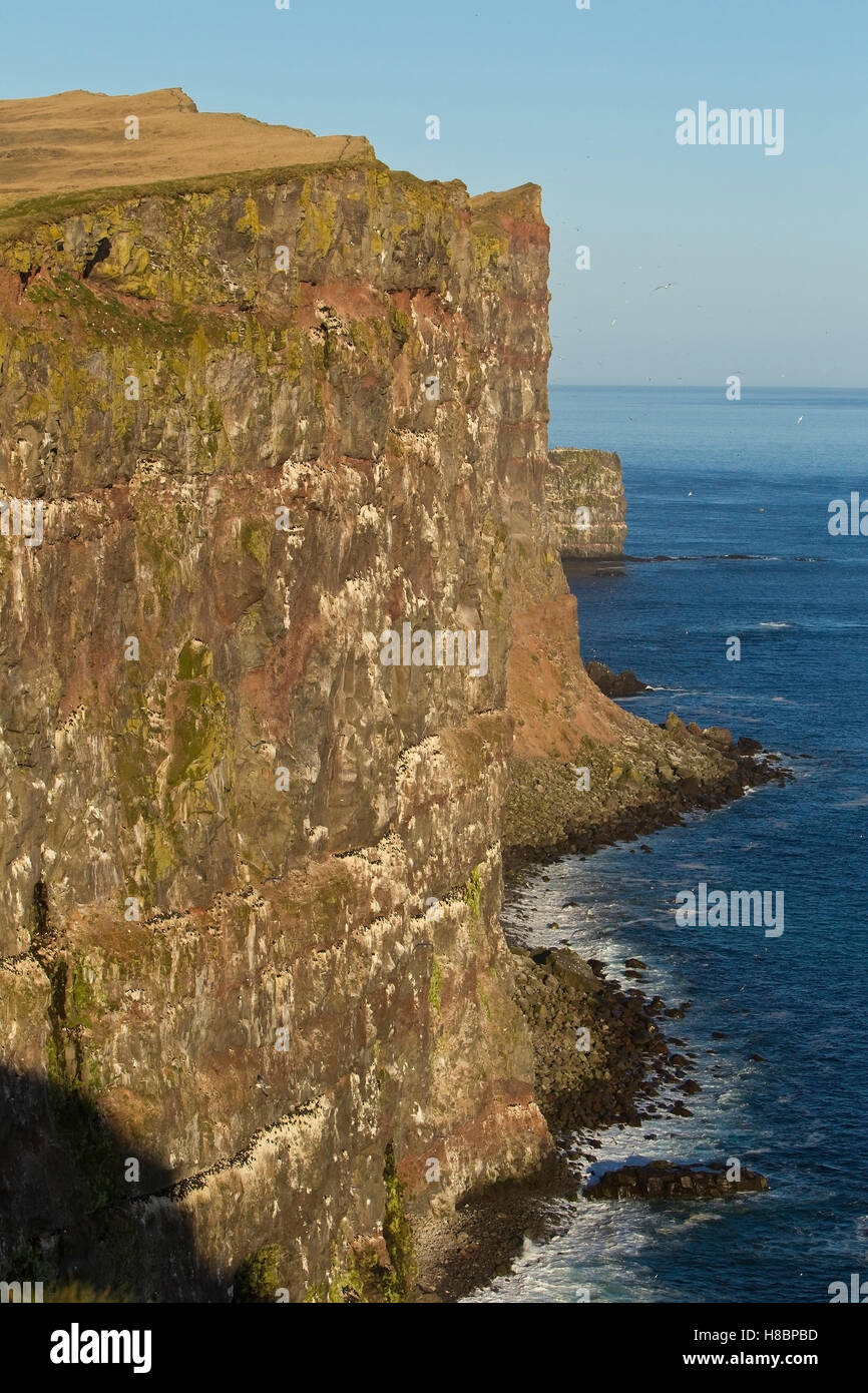 Coastal cliffs with seabird nests, Latrabjarg, Iceland Stock Photo - Alamy