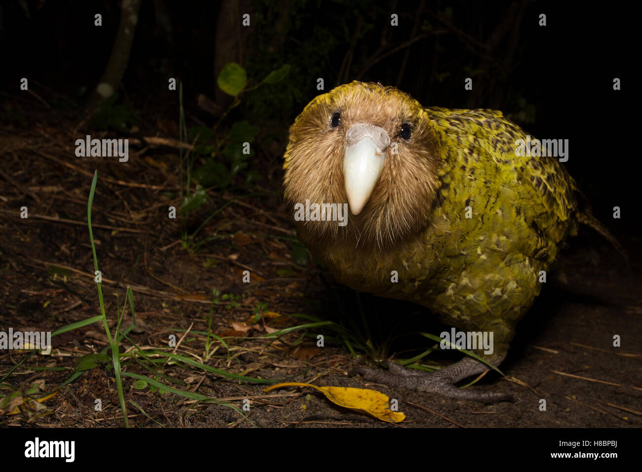 Kakapo (Strigops habroptilus), Codfish Island, New Zealand Stock Photo ...