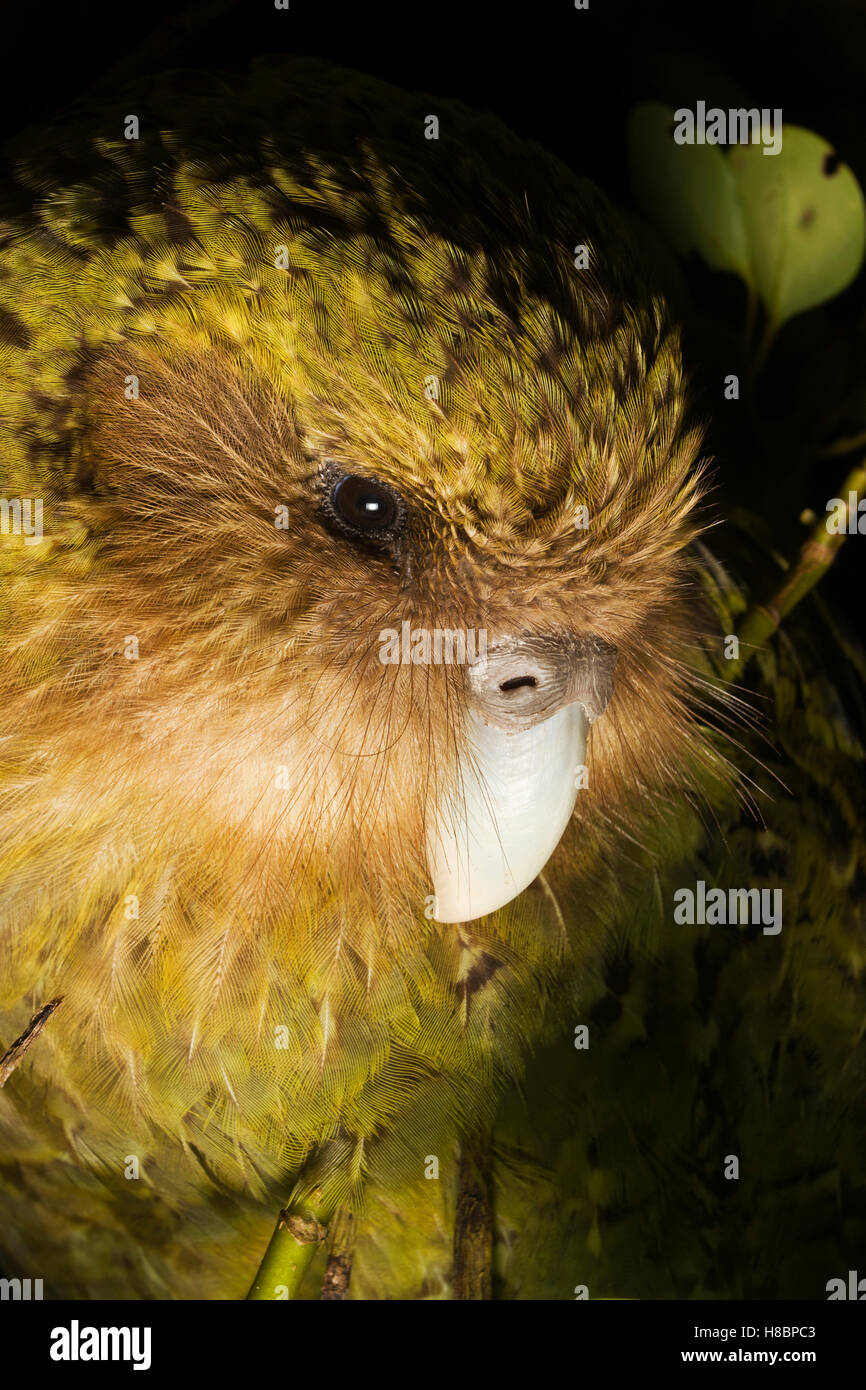 Kakapo (Strigops habroptilus), Codfish Island, New Zealand Stock Photo ...