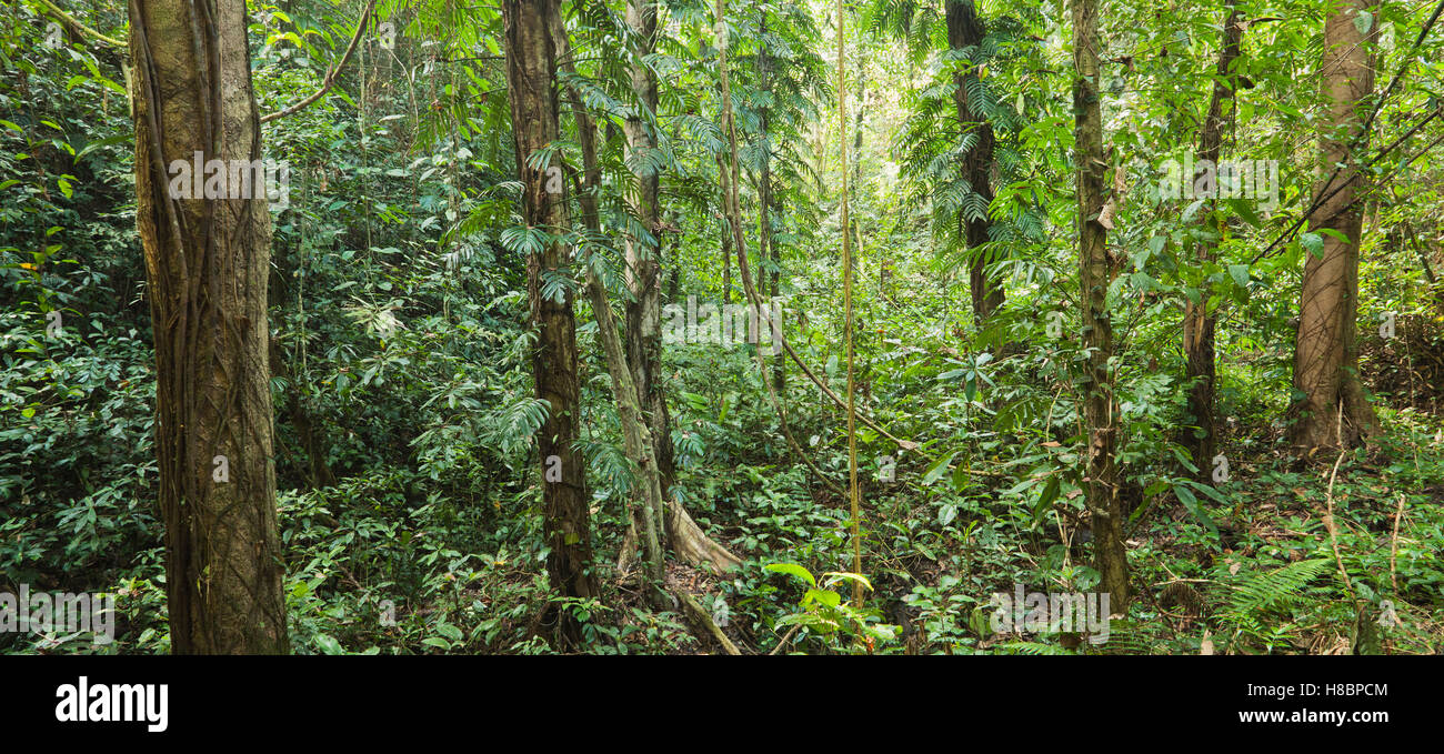 Rainforest, Menglun, Southern Yunnan, China Stock Photo - Alamy