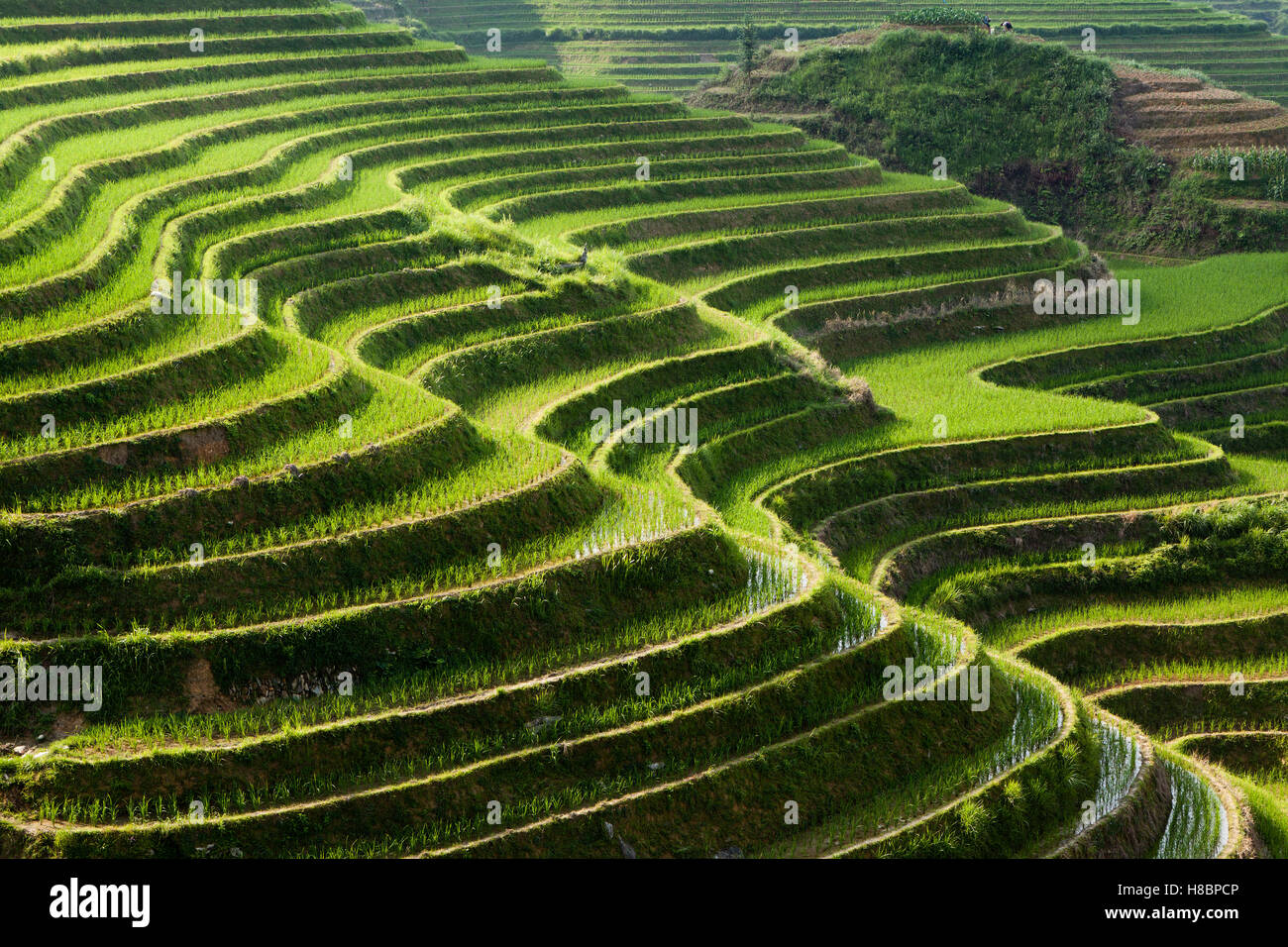 Terraced rice (Oryza sp) paddies, Guangxi, China Stock Photo - Alamy
