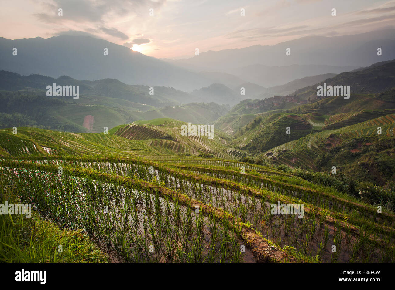 Terraced rice (Oryza sp) paddies, Guangxi, China Stock Photo - Alamy