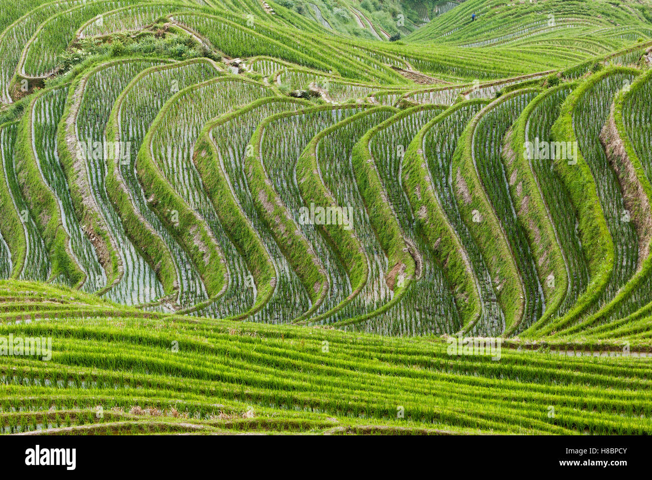 Terraced rice (Oryza sp) paddies, Guangxi, China Stock Photo - Alamy