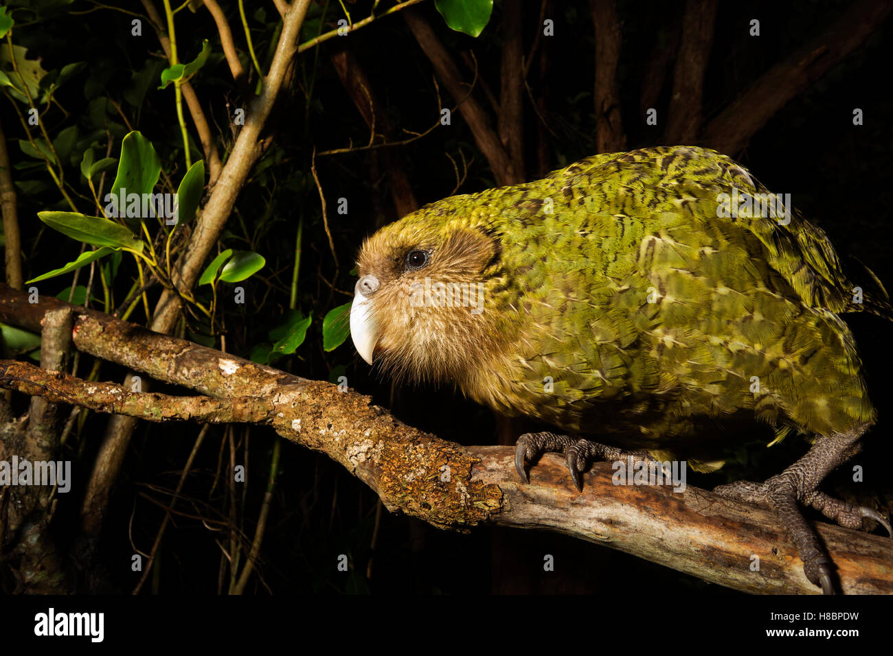 Kakapo (Strigops habroptilus), Codfish Island, New Zealand Stock Photo ...