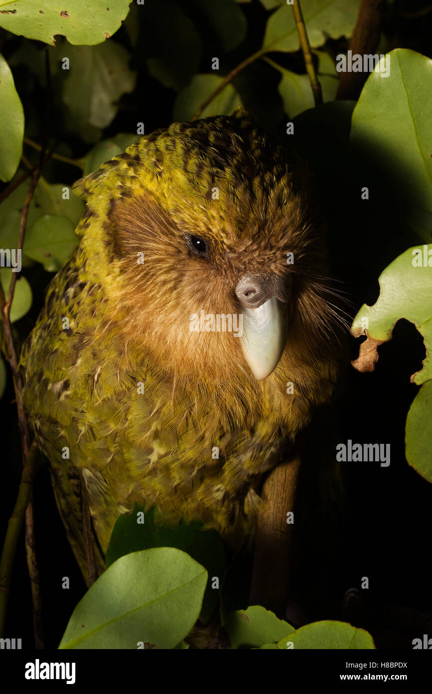Kakapo (Strigops habroptilus), Codfish Island, New Zealand Stock Photo ...