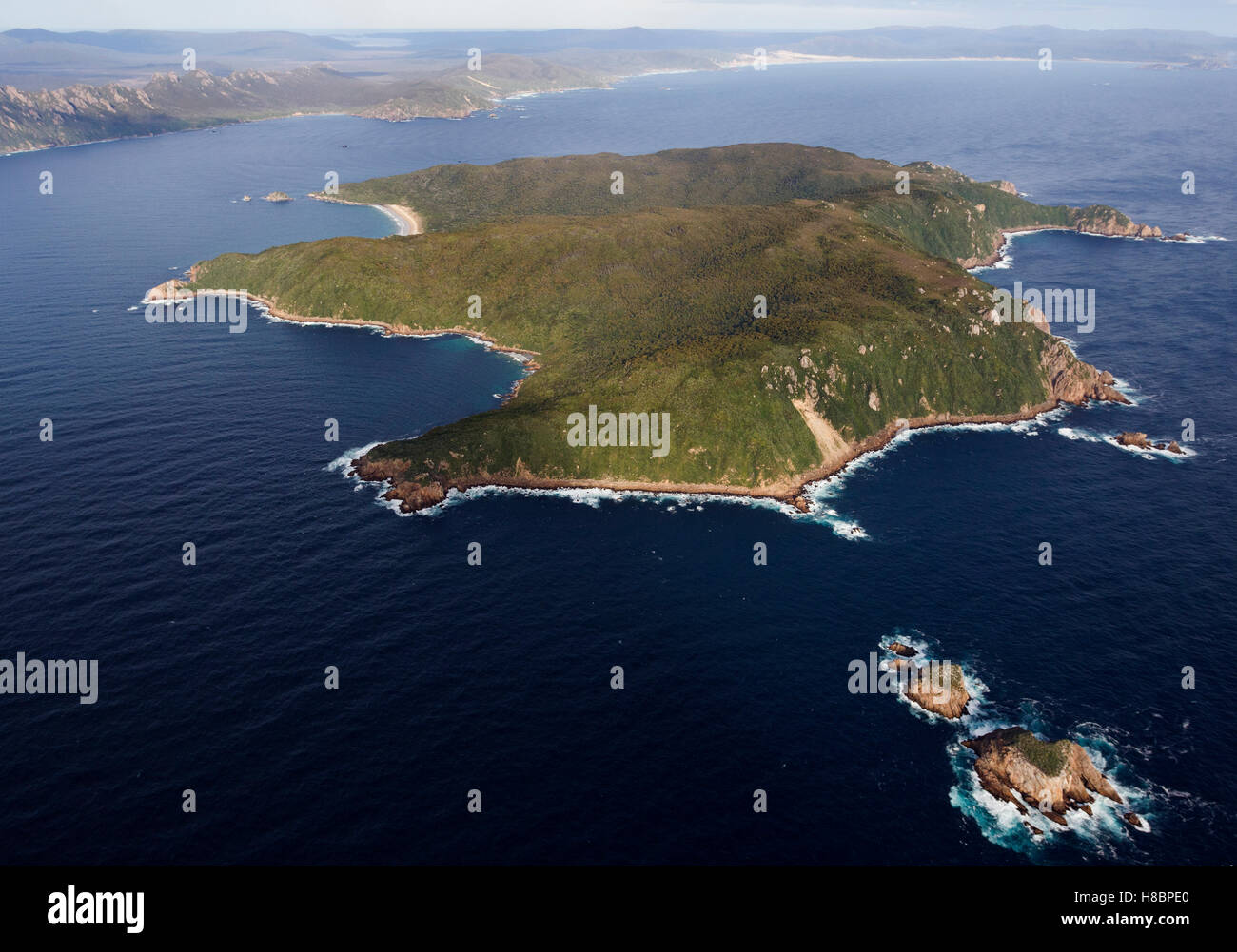 Kakapo (Strigops habroptilus) recovery efforts focus on Codfish Island ...