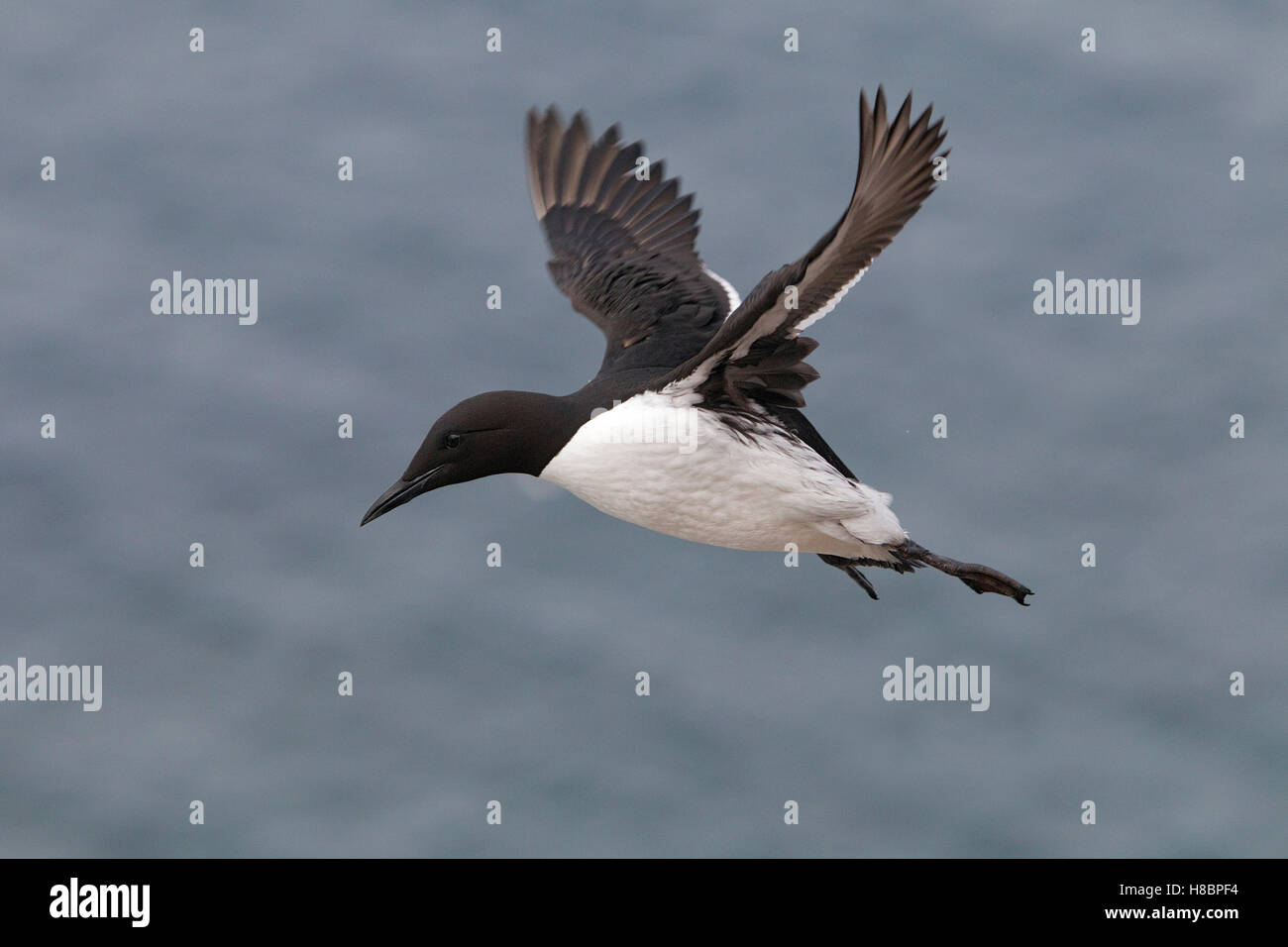 Common Murre (Uria aalge) flying, Varangerfjord, Norway Stock Photo - Alamy