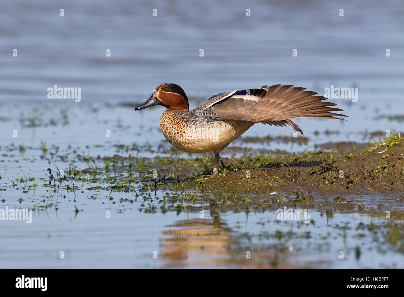 Common Teal (Anas crecca) male stretching wings, Ackerdijk, Pijnacker ...