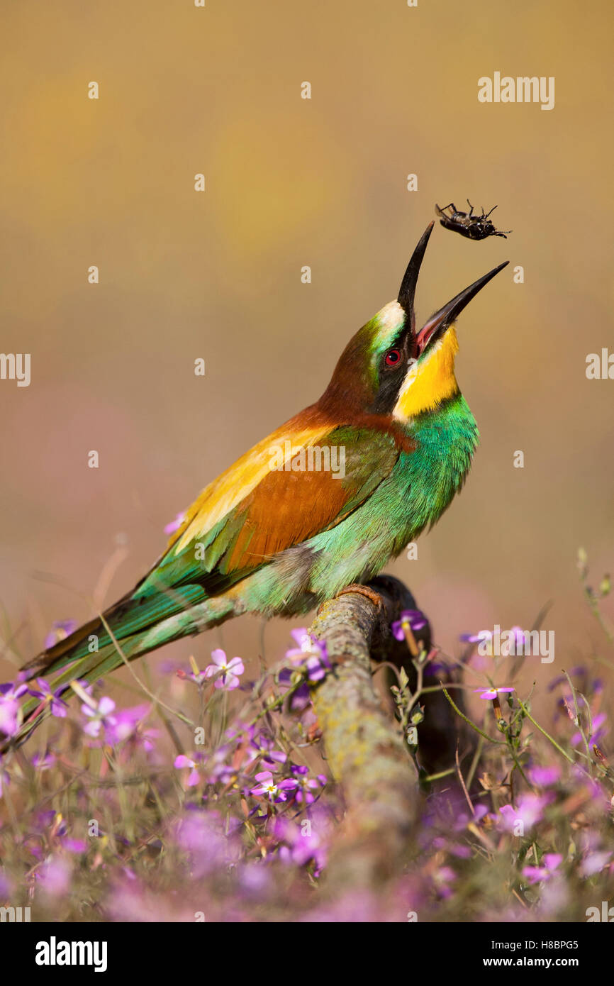 European Bee-eater (Merops apiaster) eating insect, Donana National ...