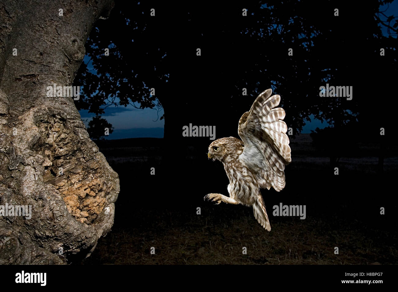Little Owl (Athene noctua) flying to nest with food, Seville, Spain ...