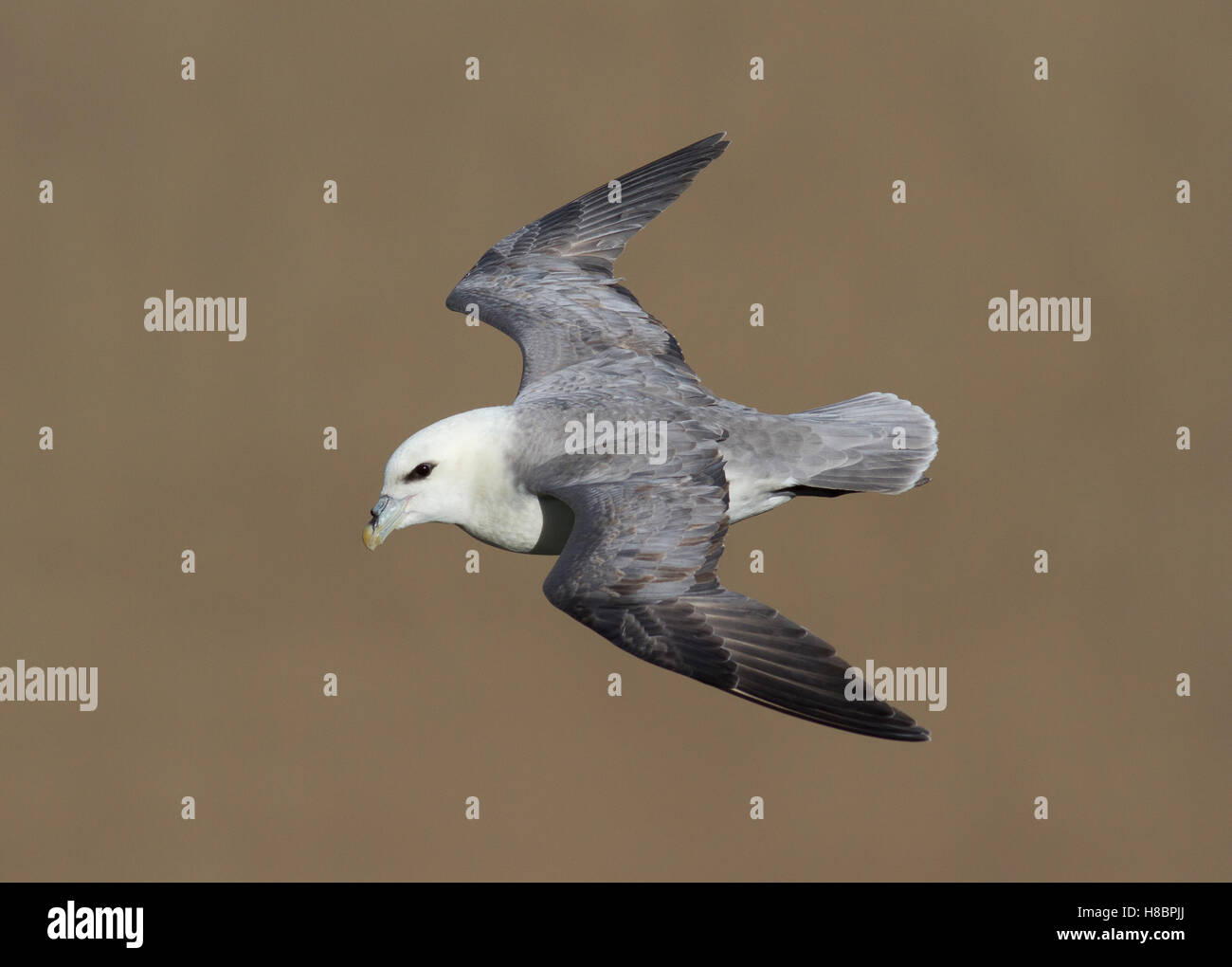Northern Fulmar (Fulmarus glacialis) flying, Cap Blanc Nez, Pas-de ...