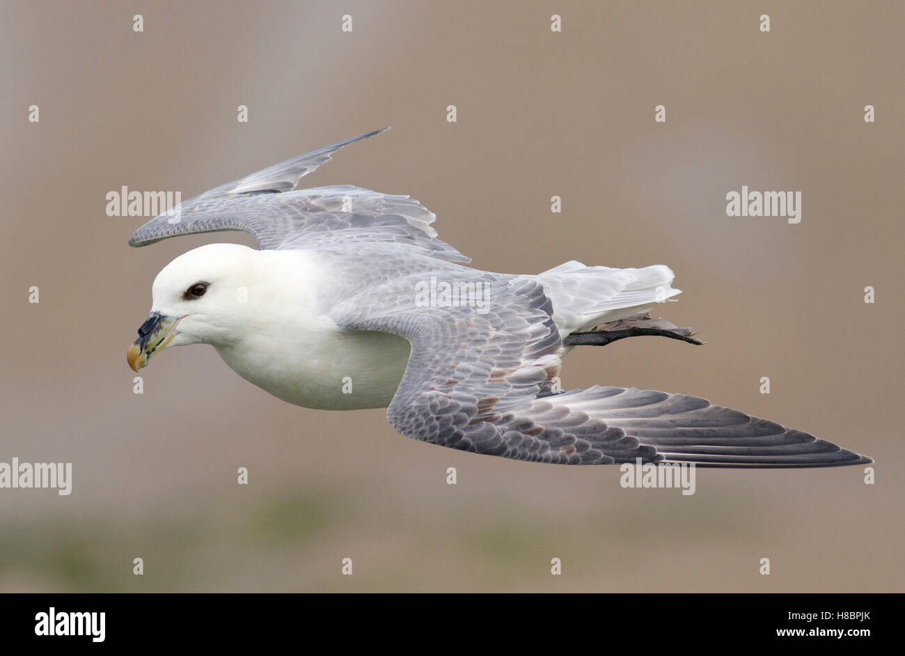 Northern Fulmar (Fulmarus glacialis) flying, Cap Blanc Nez, Pas-de ...