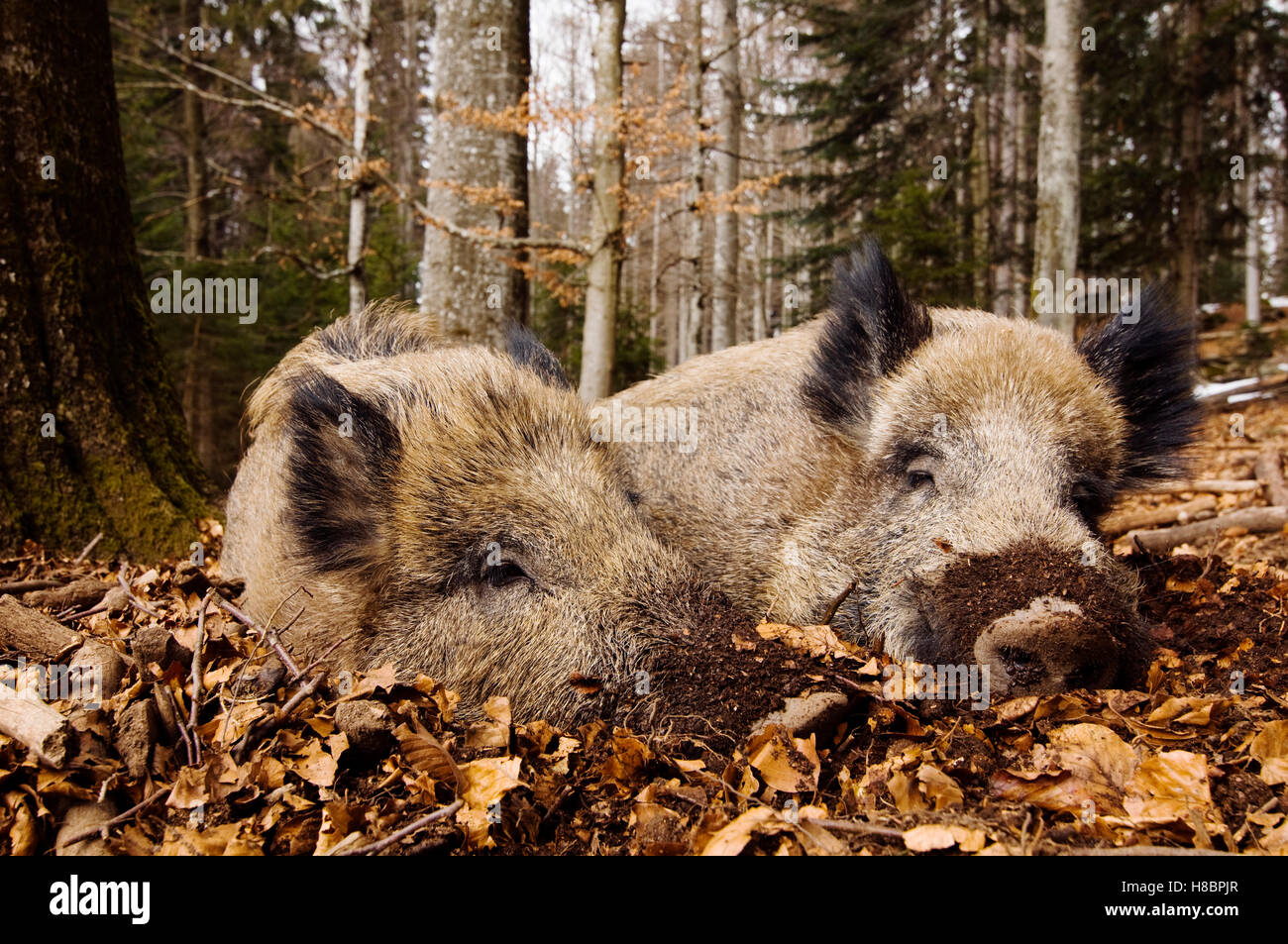 Wild Boar (Sus scrofa) pair resting on forest floor, Bavarian Forest ...