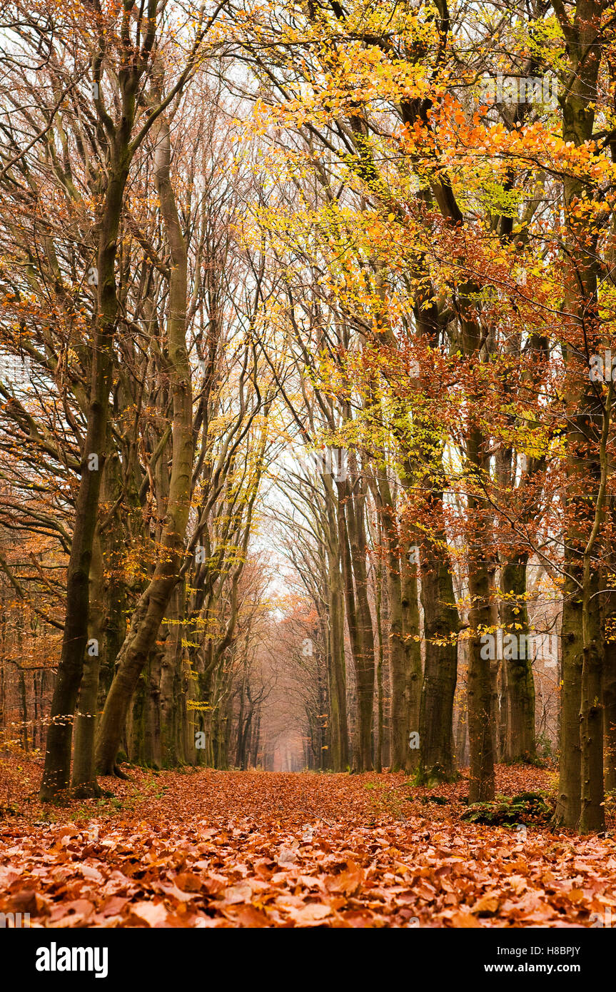 Pathway through forest in autumn colors, Nunspeet, Veluwe, Gelderland ...